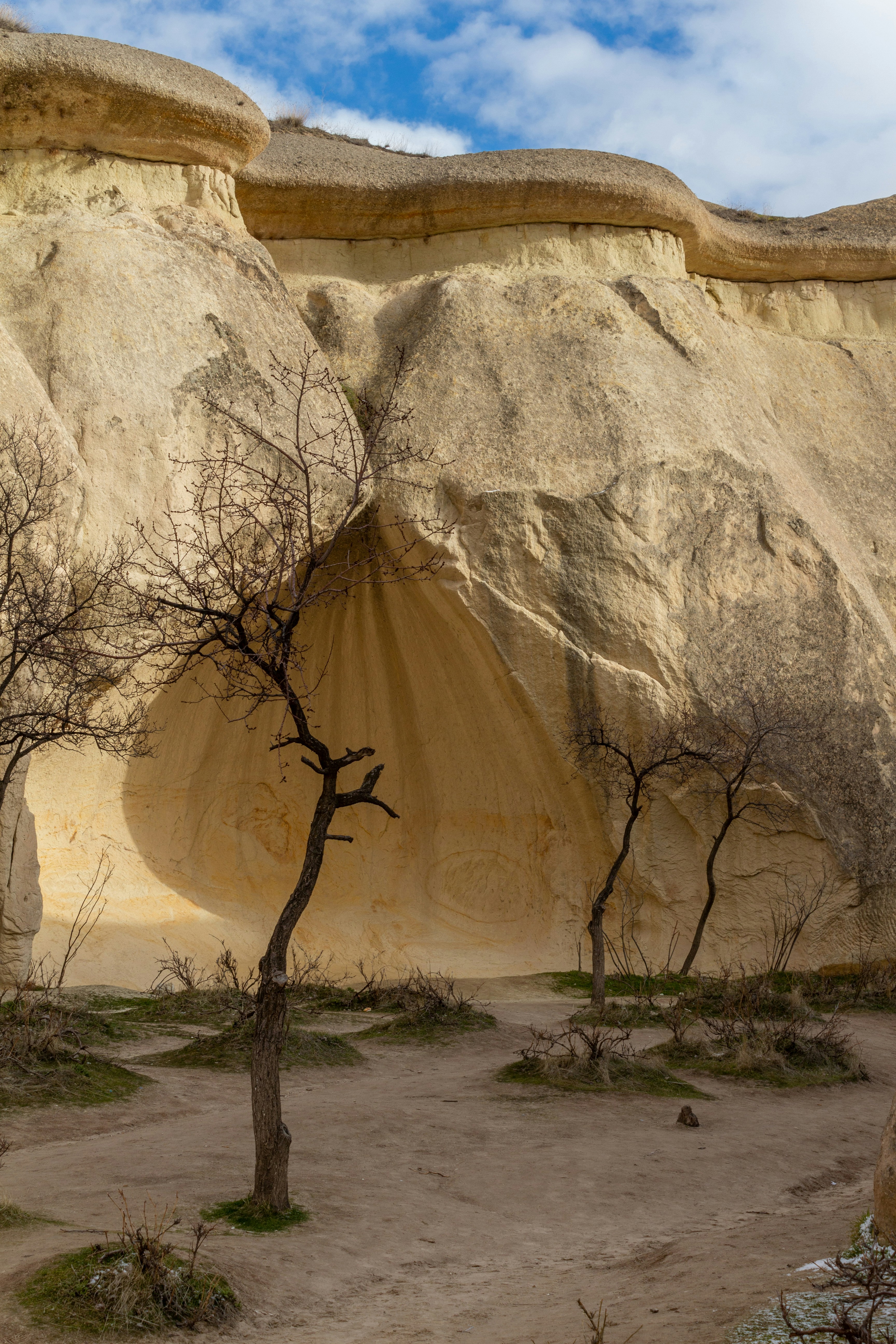Wind-Carved Gateway: Desert Cliff Framed by Bare Trees