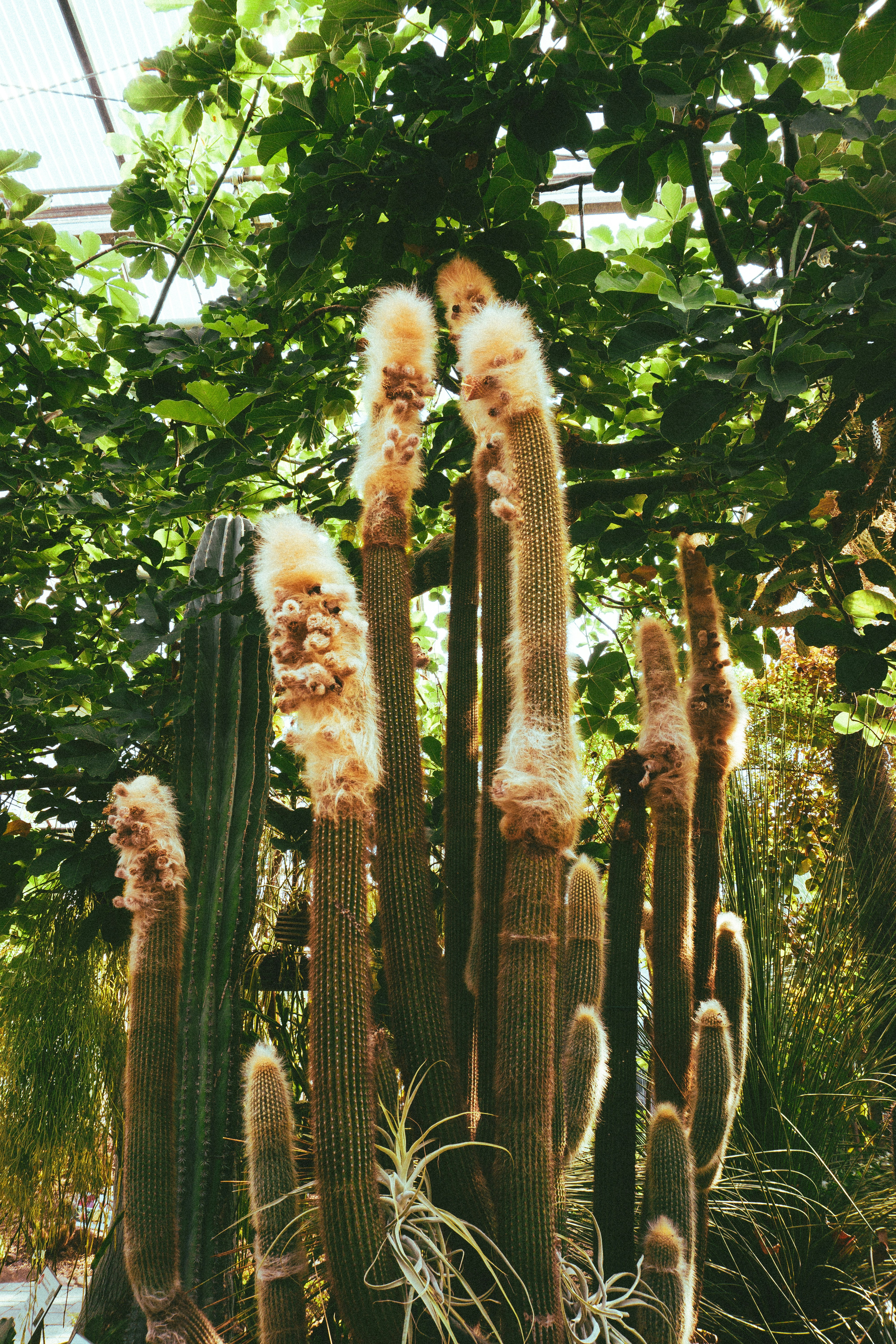 Velvet Tufts on Tall Desert Spires Under Glass Conservatory