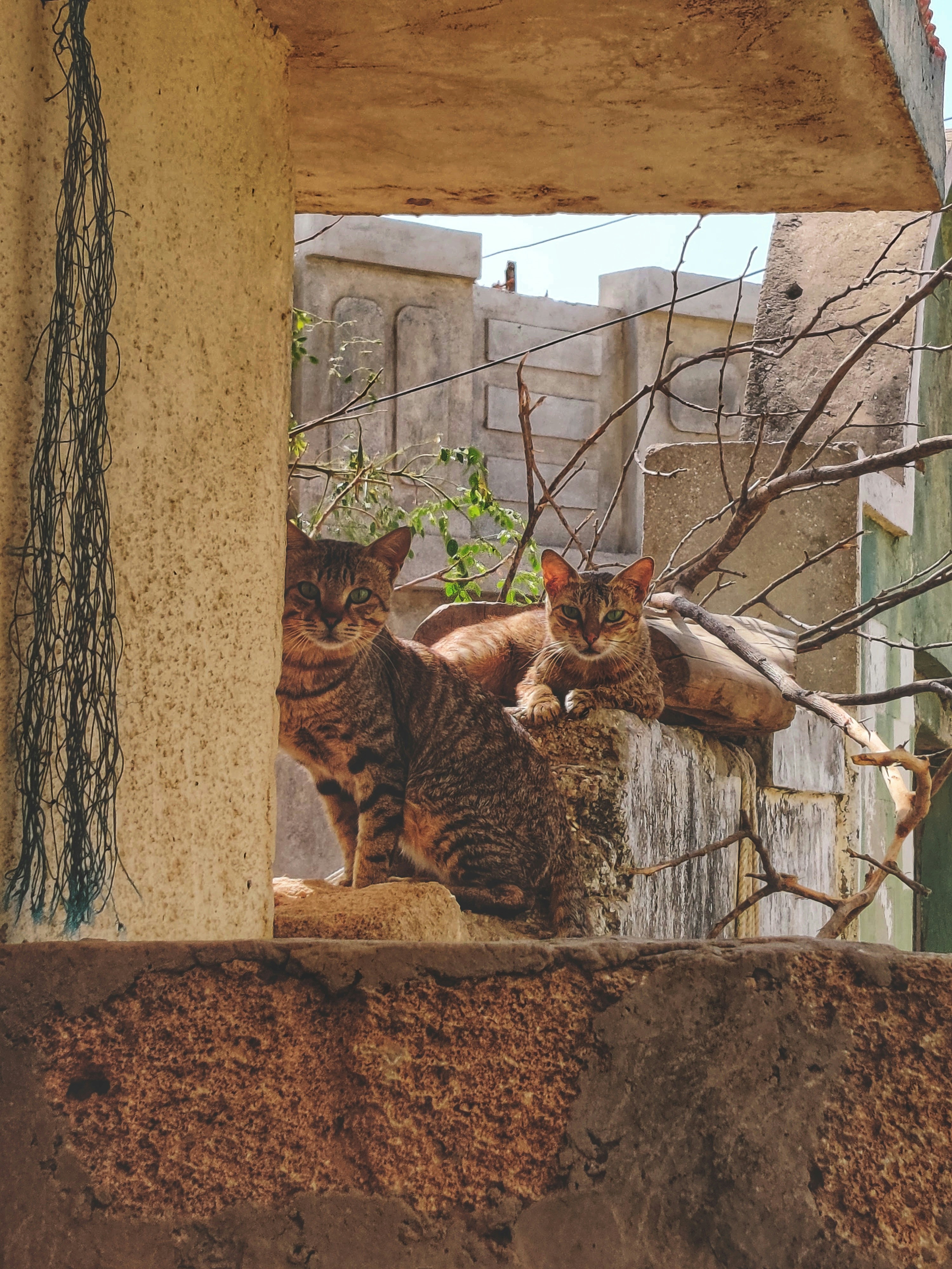 Two cats lounging peacefully on a sunlit ledge amidst crumbling urban architecture.