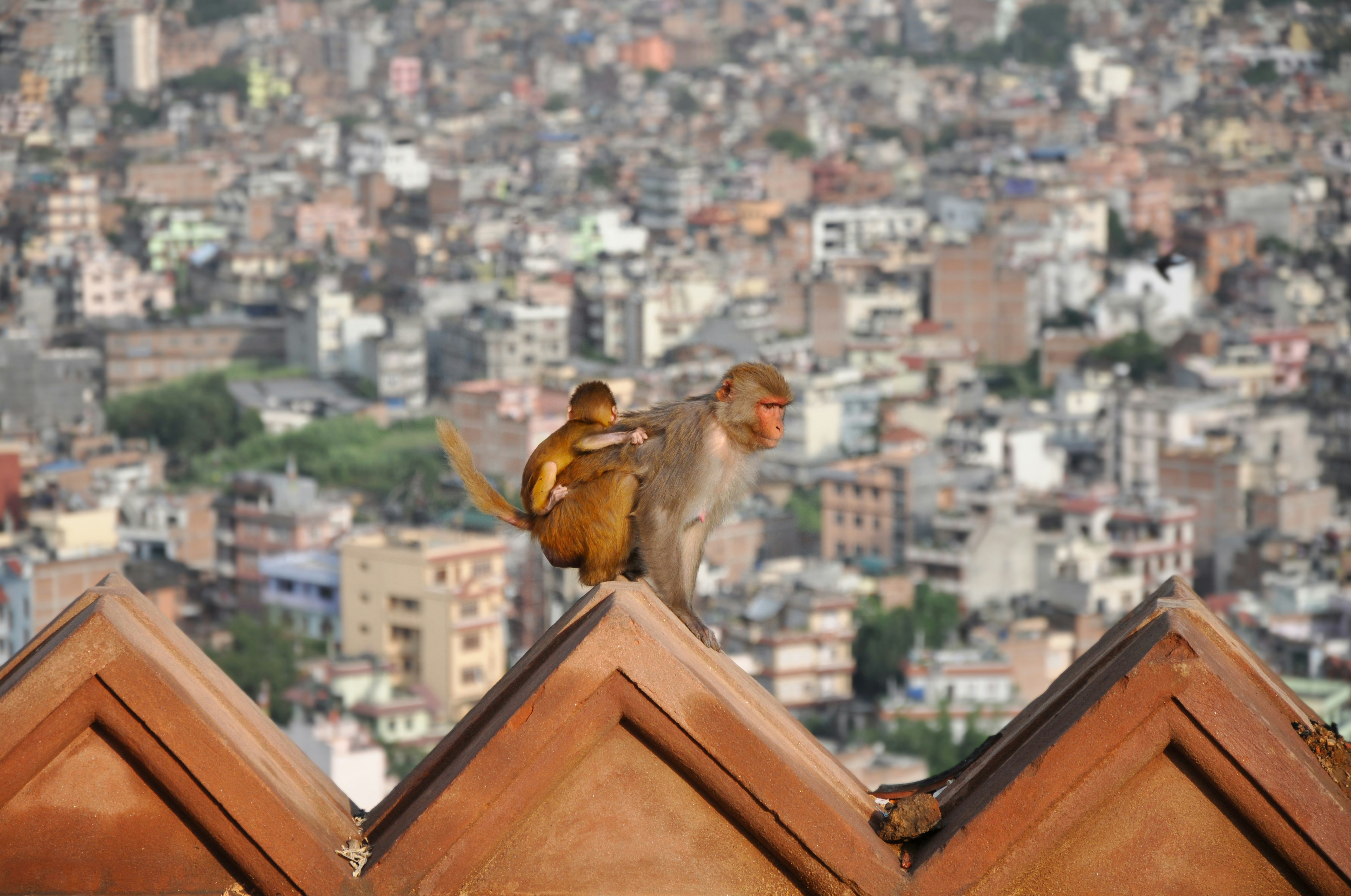 Terracotta Rooftop Watchers Over a Distant Cityscape