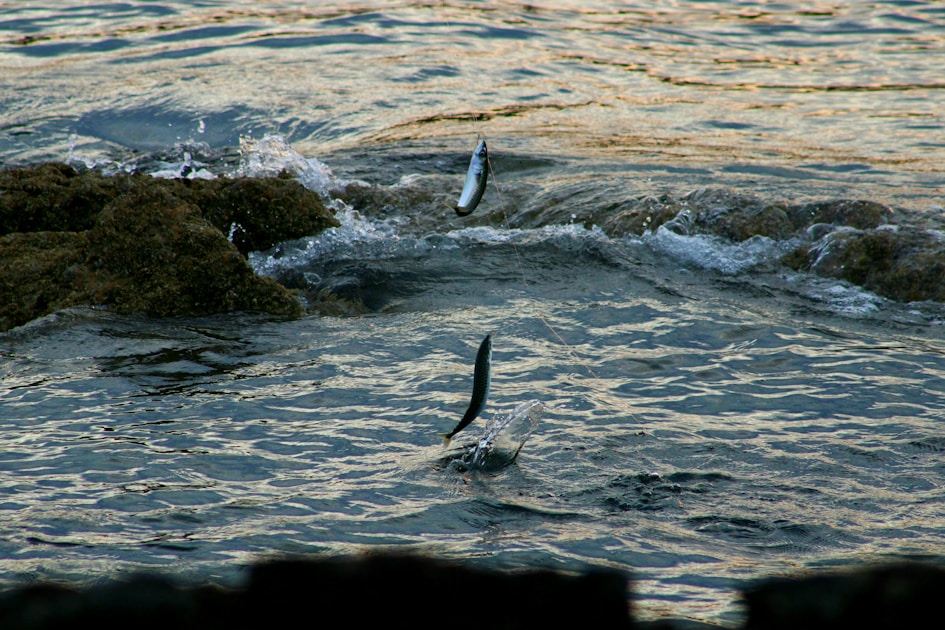 Surf's Up: The Ultimate Guide to Locating Fish and Reading the Waves ...