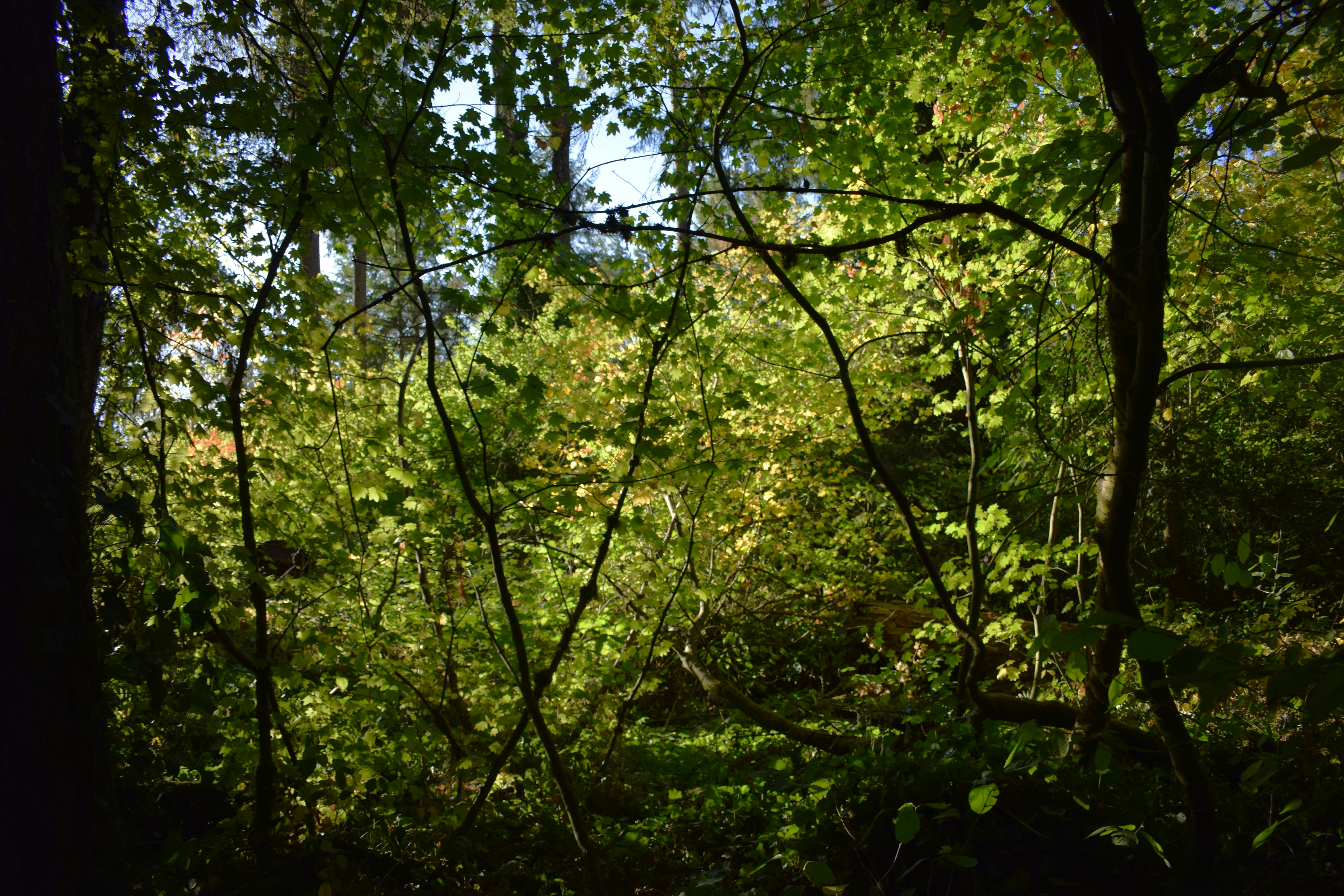 A forest filled with lots of green trees photo – Free Spanaway park ...