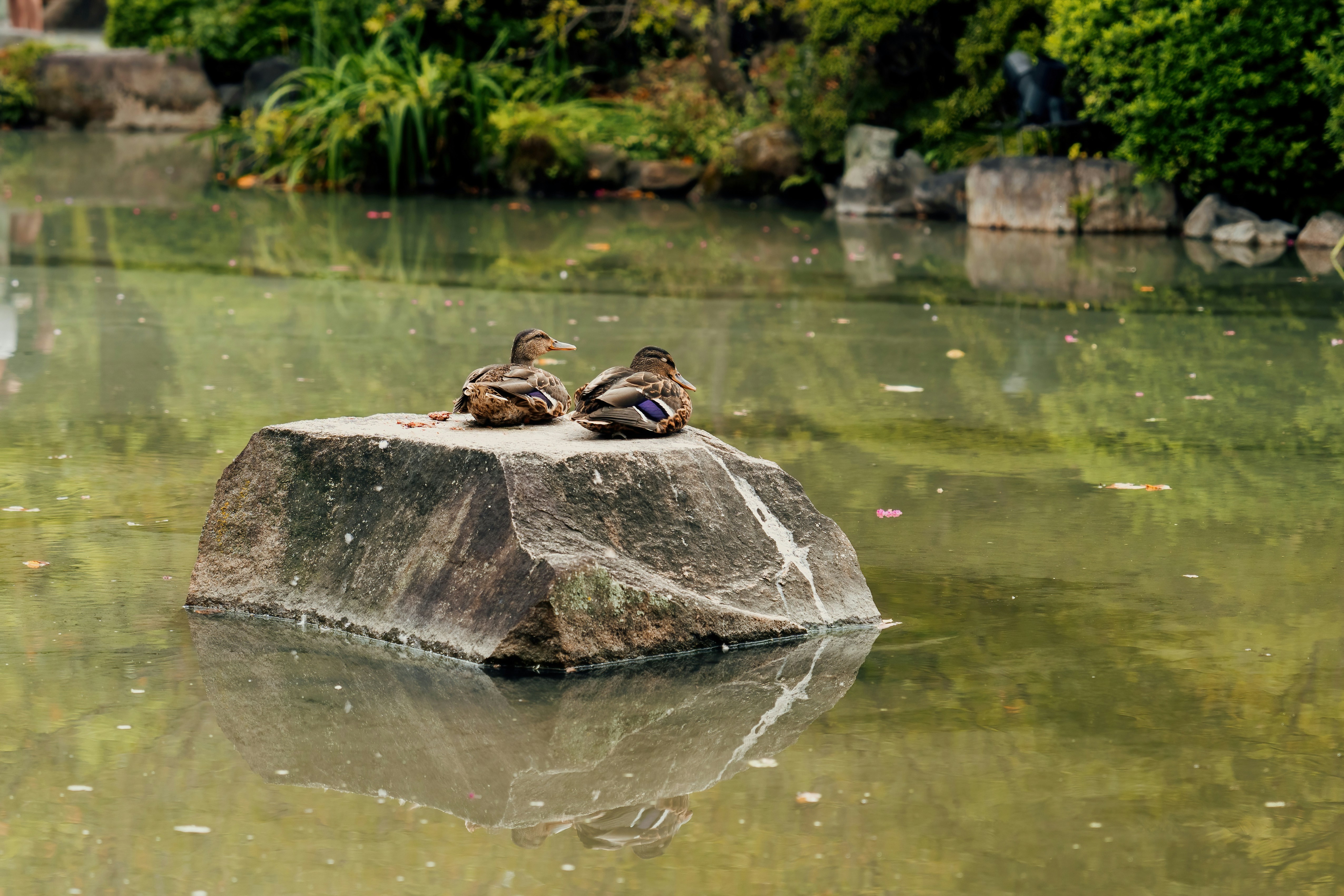 Two Ducks Perched on a Weathered Stone in a Quiet Garden Pond
