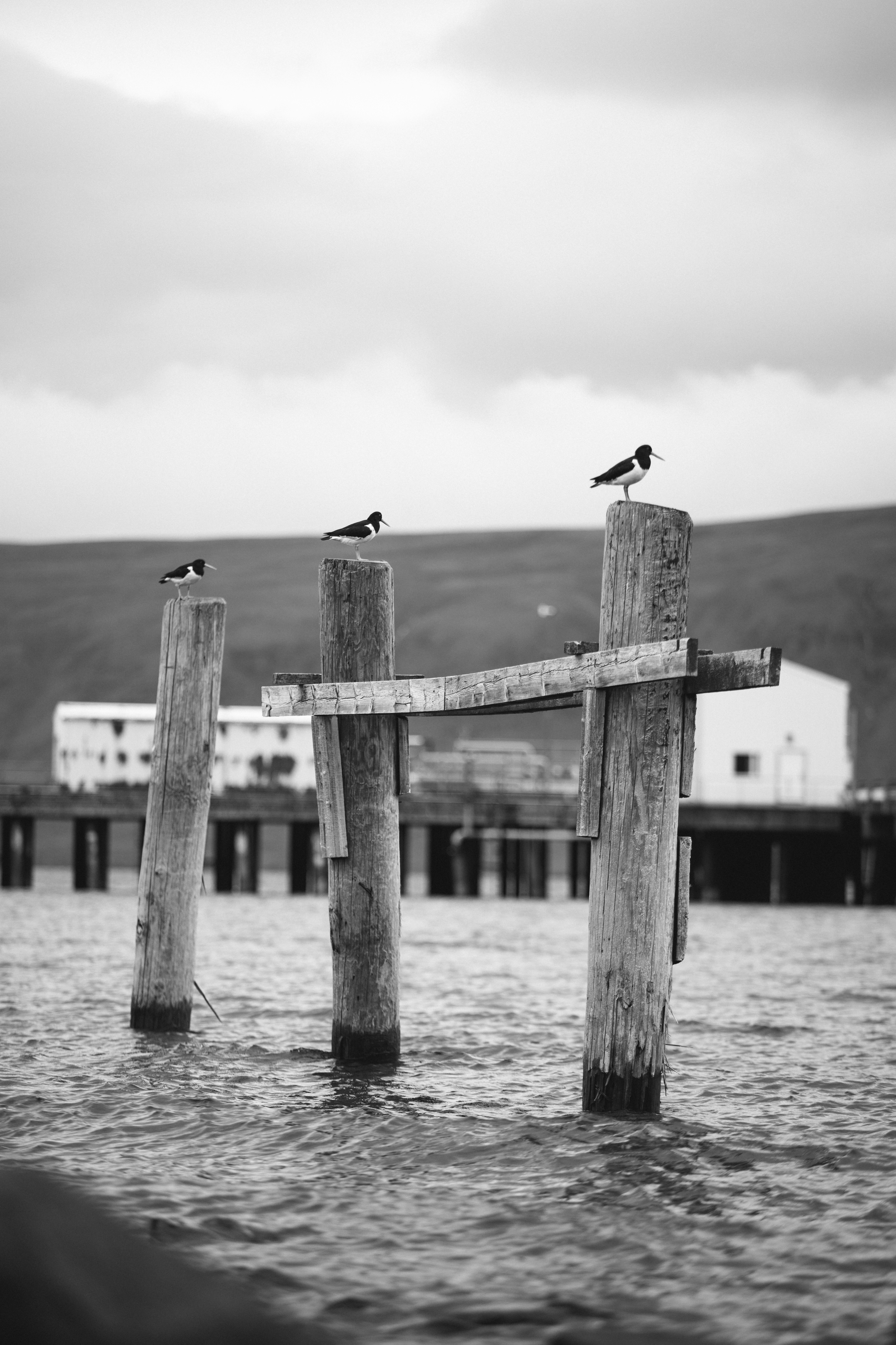 Three Sentinels of the Pier: A Quiet Balance at Dusk