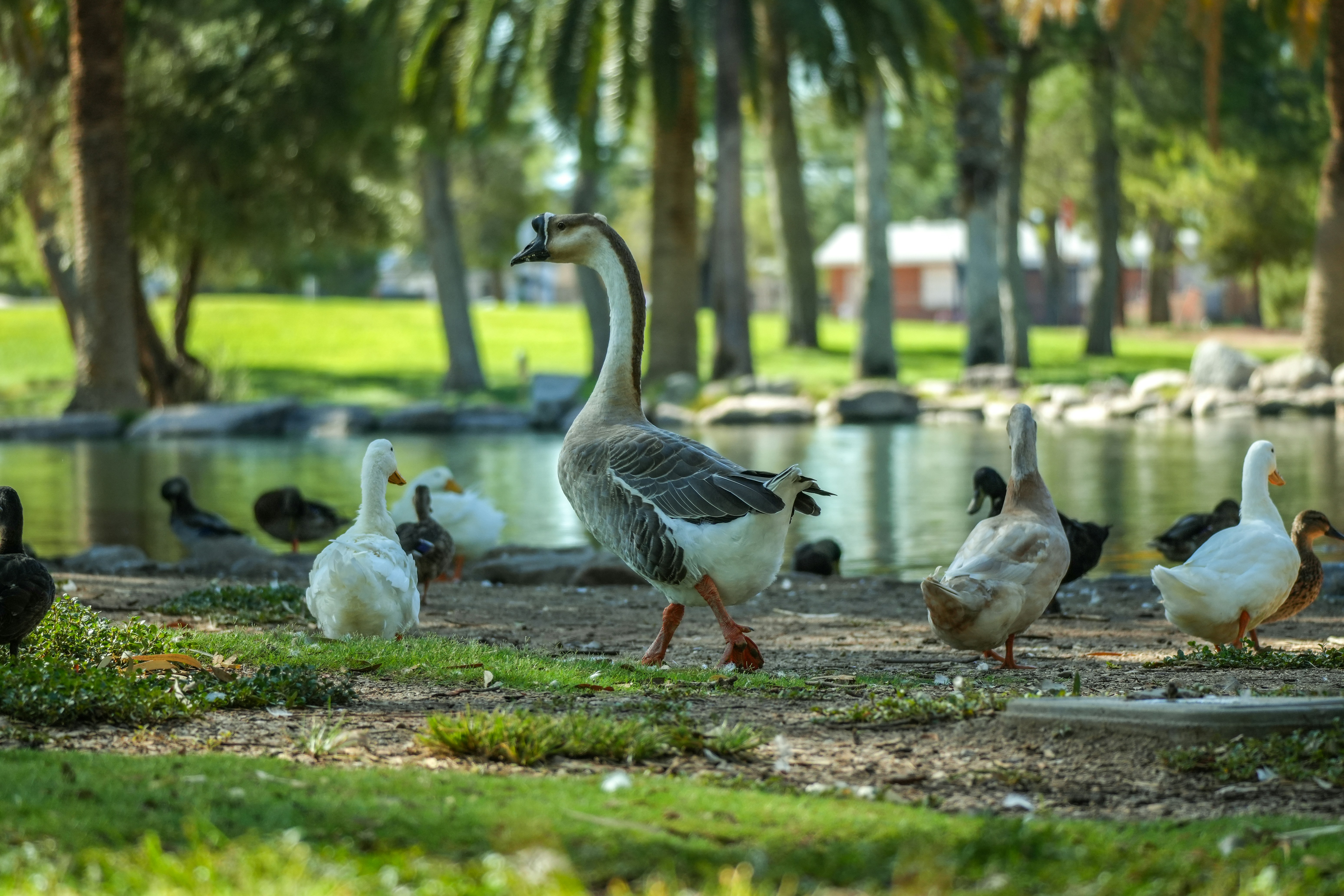 a flock of ducks standing on top of a grass covered field