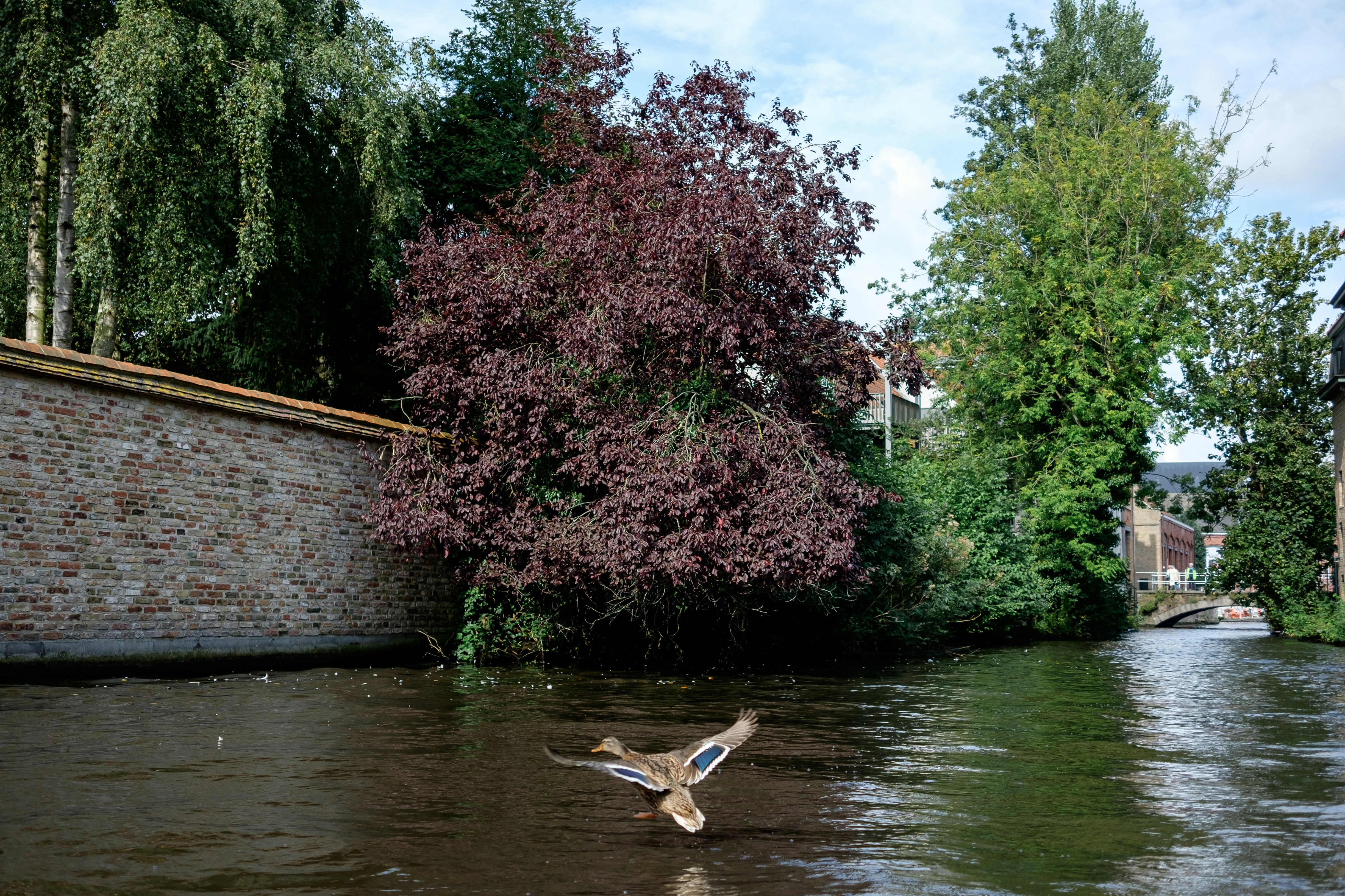 Feathered Flight over a Quiet Canal
