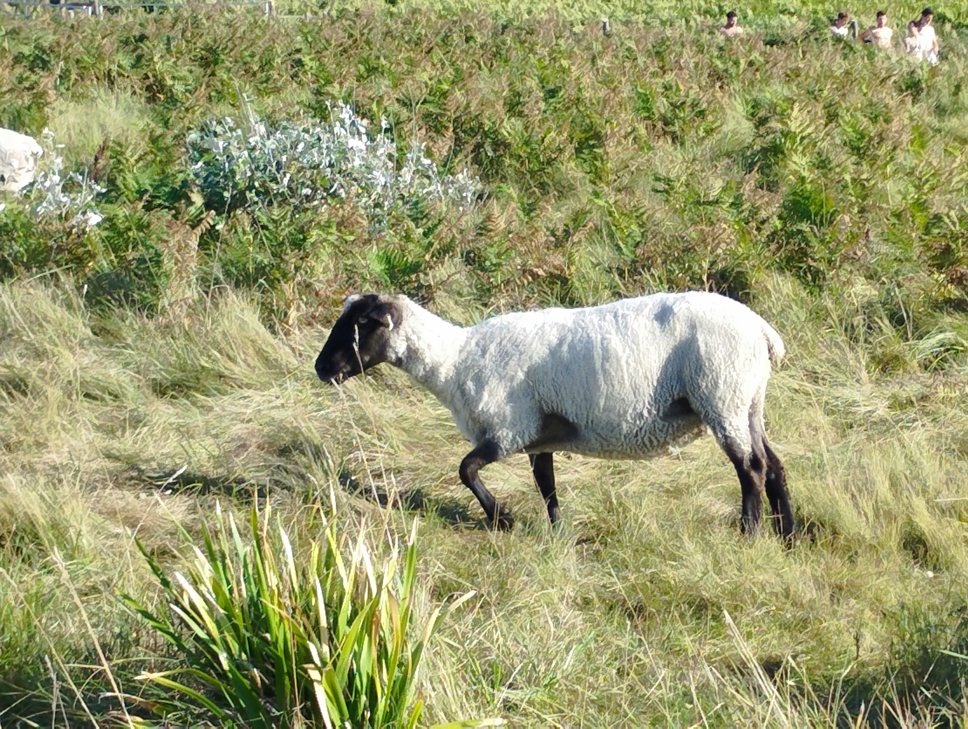A lone sheep walks through windswept coastal grassland with scrub in the background.