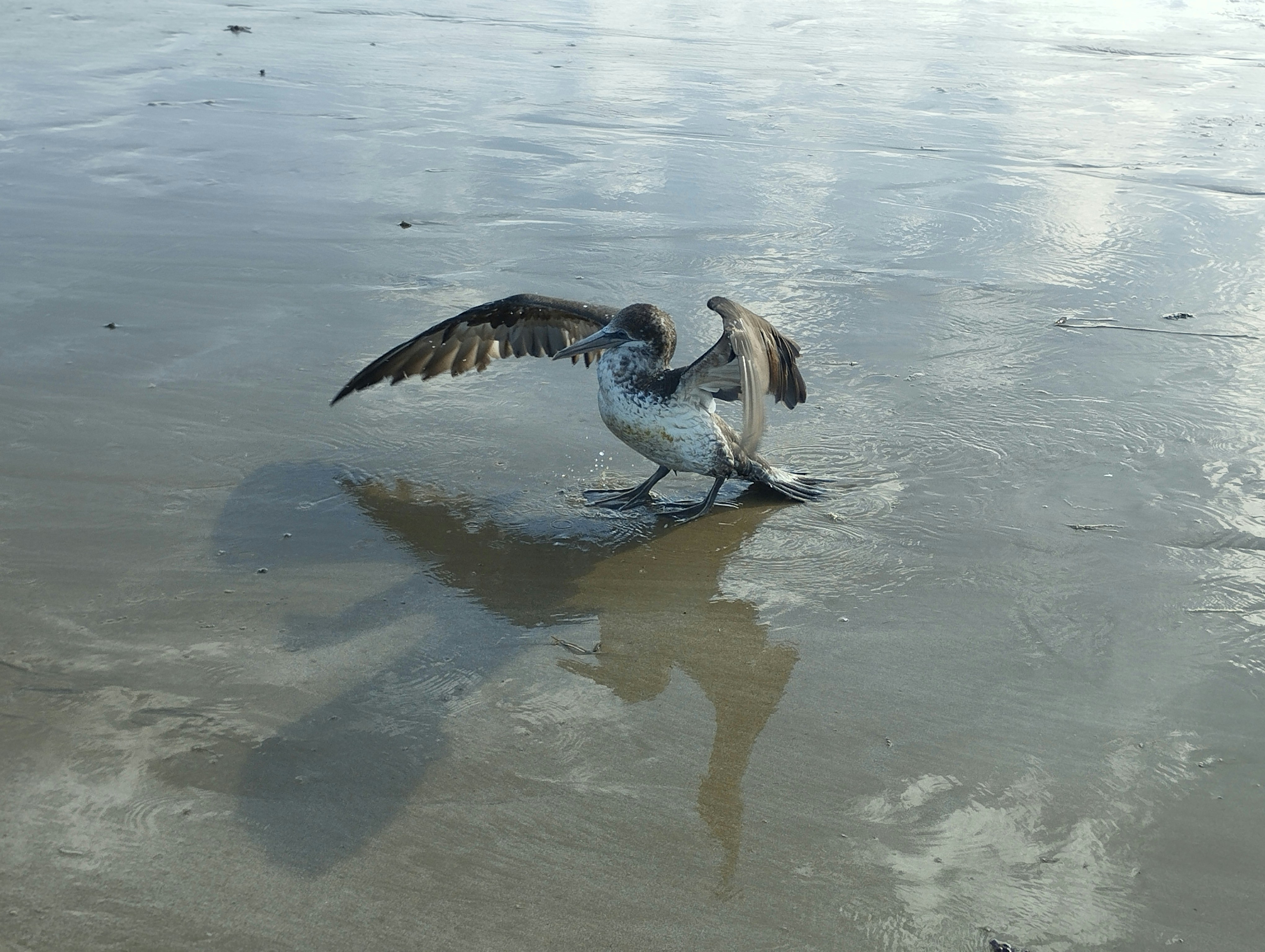 Gull lands on a shallow, glassy shoreline with wings outstretched, its reflection mirrored on the damp sand.