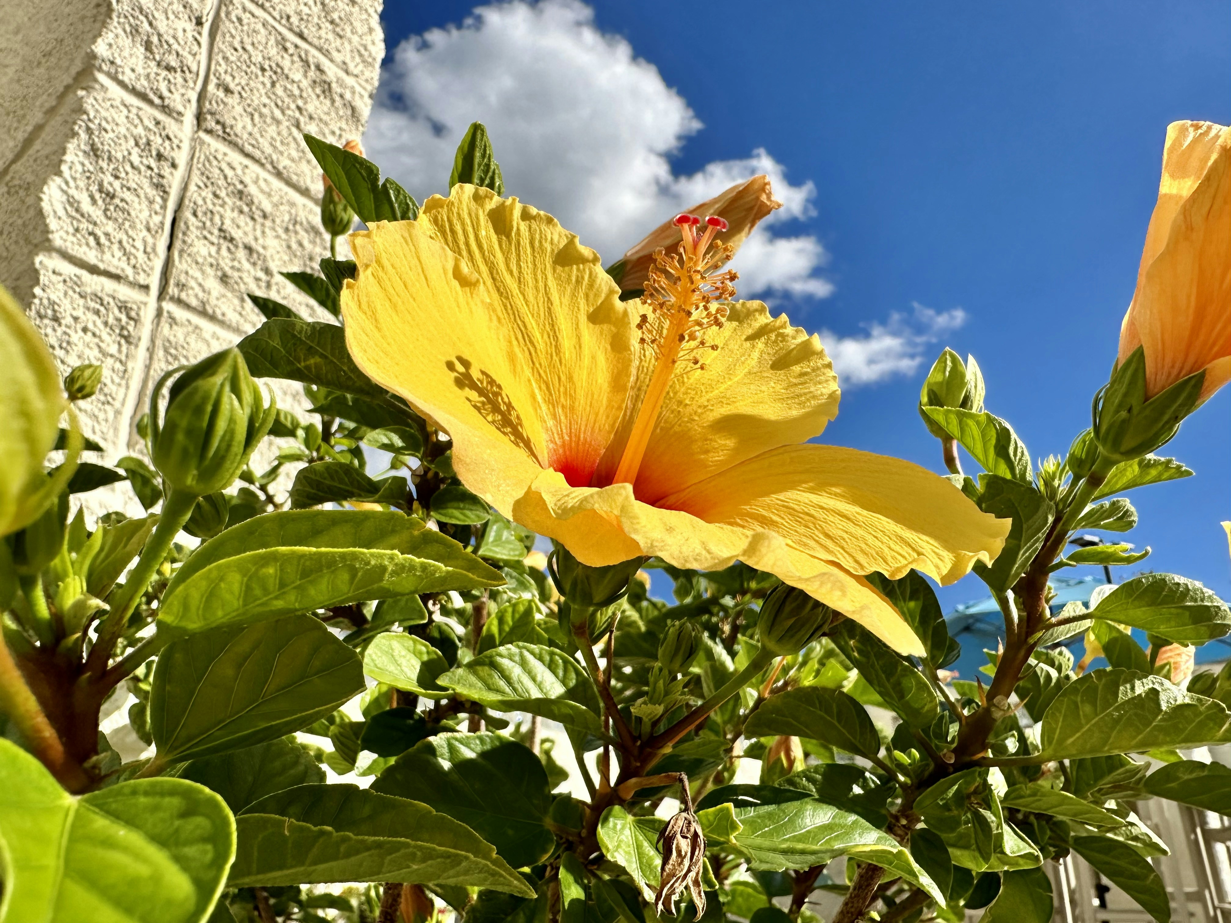 Sunlit Symphony: Vibrant Yellow Hibiscus
