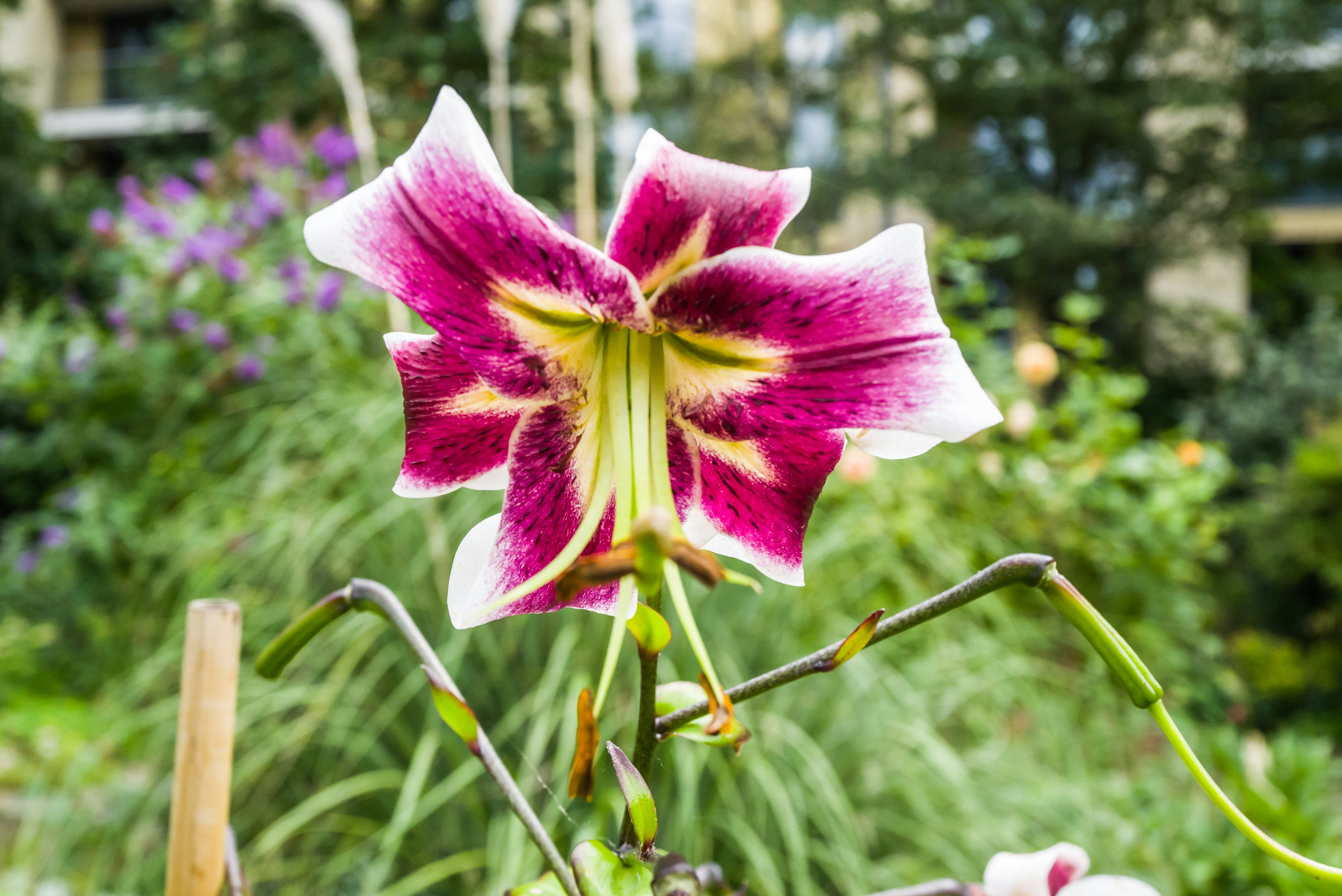 Crimson-Star Lily on a Quiet Garden Stage
