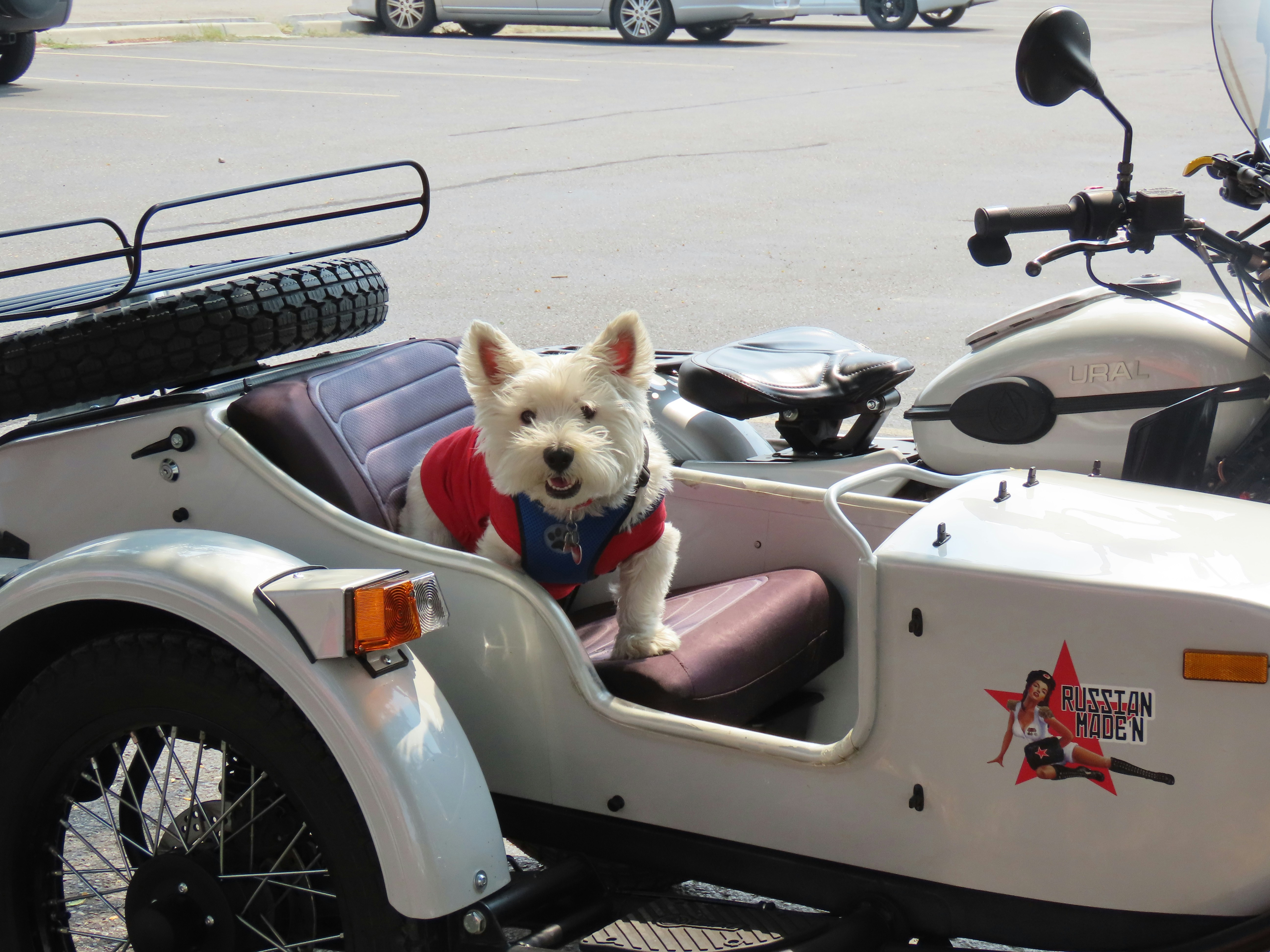 Small white dog in a red sweater sits in a vintage white sidecar motorcycle in a parking lot.