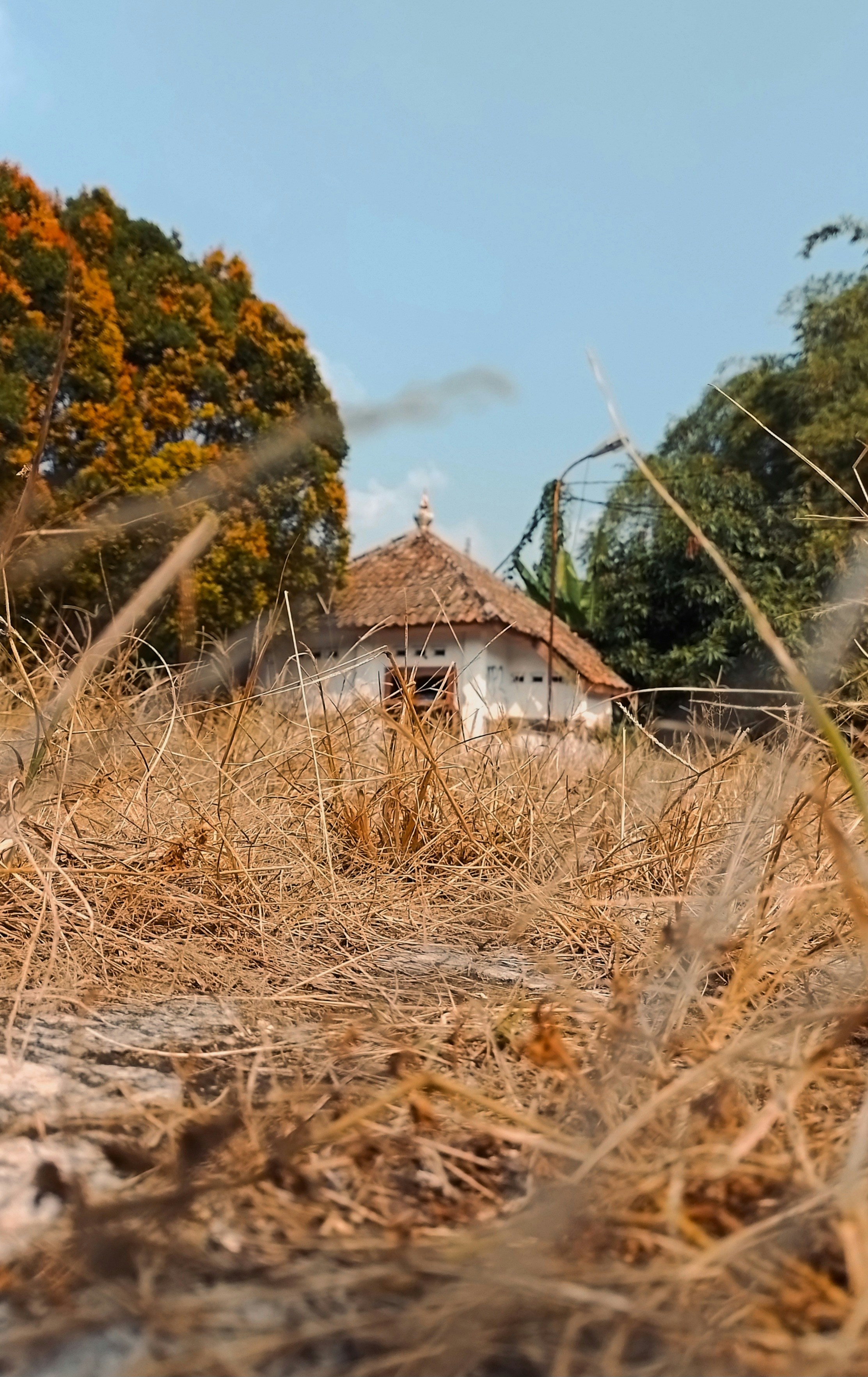 Thatched-roof hut nestled amidst dry grass and autumn foliage under a clear sky.