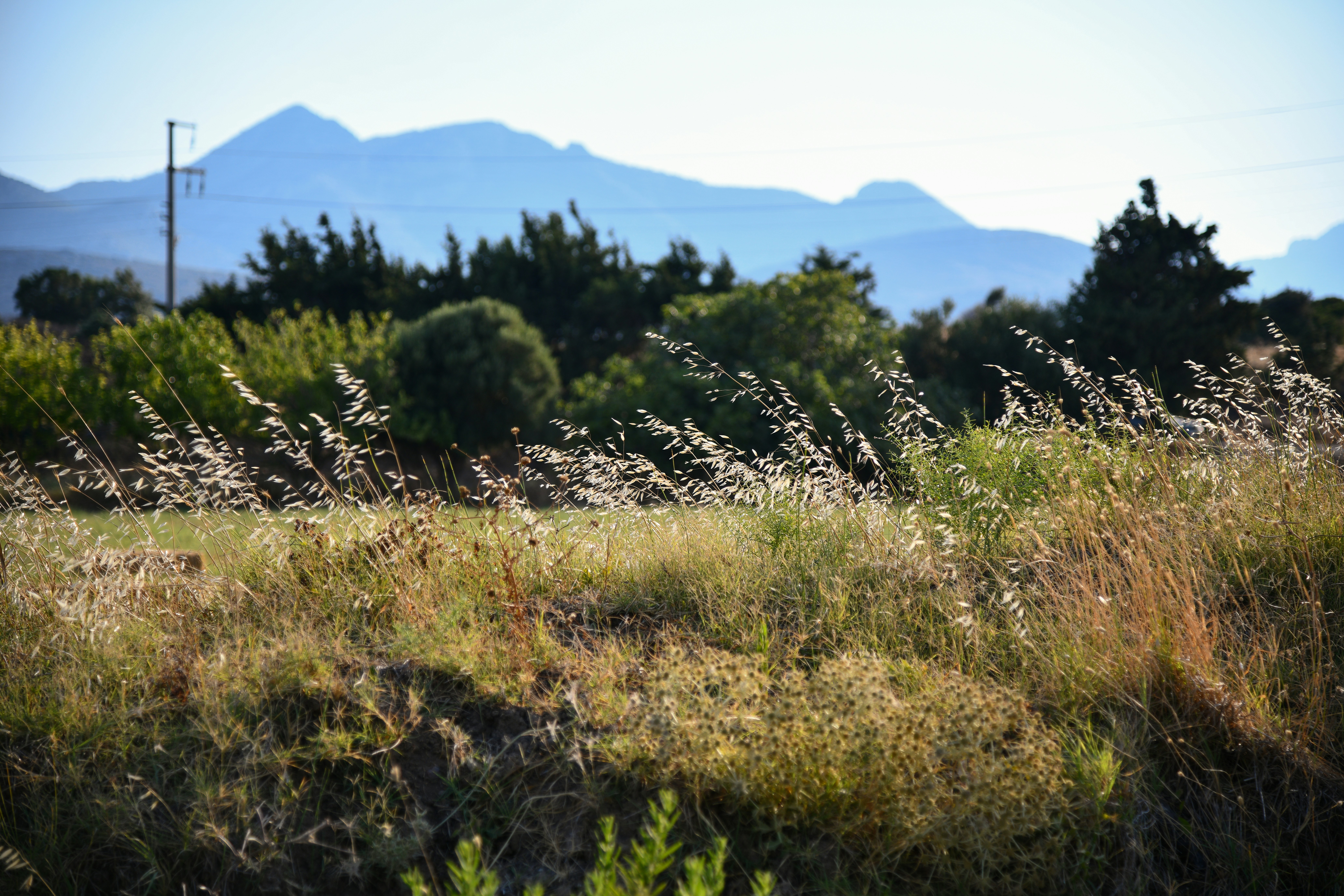 Golden Grass Waves Beneath a Quiet Blue Ridge Horizon