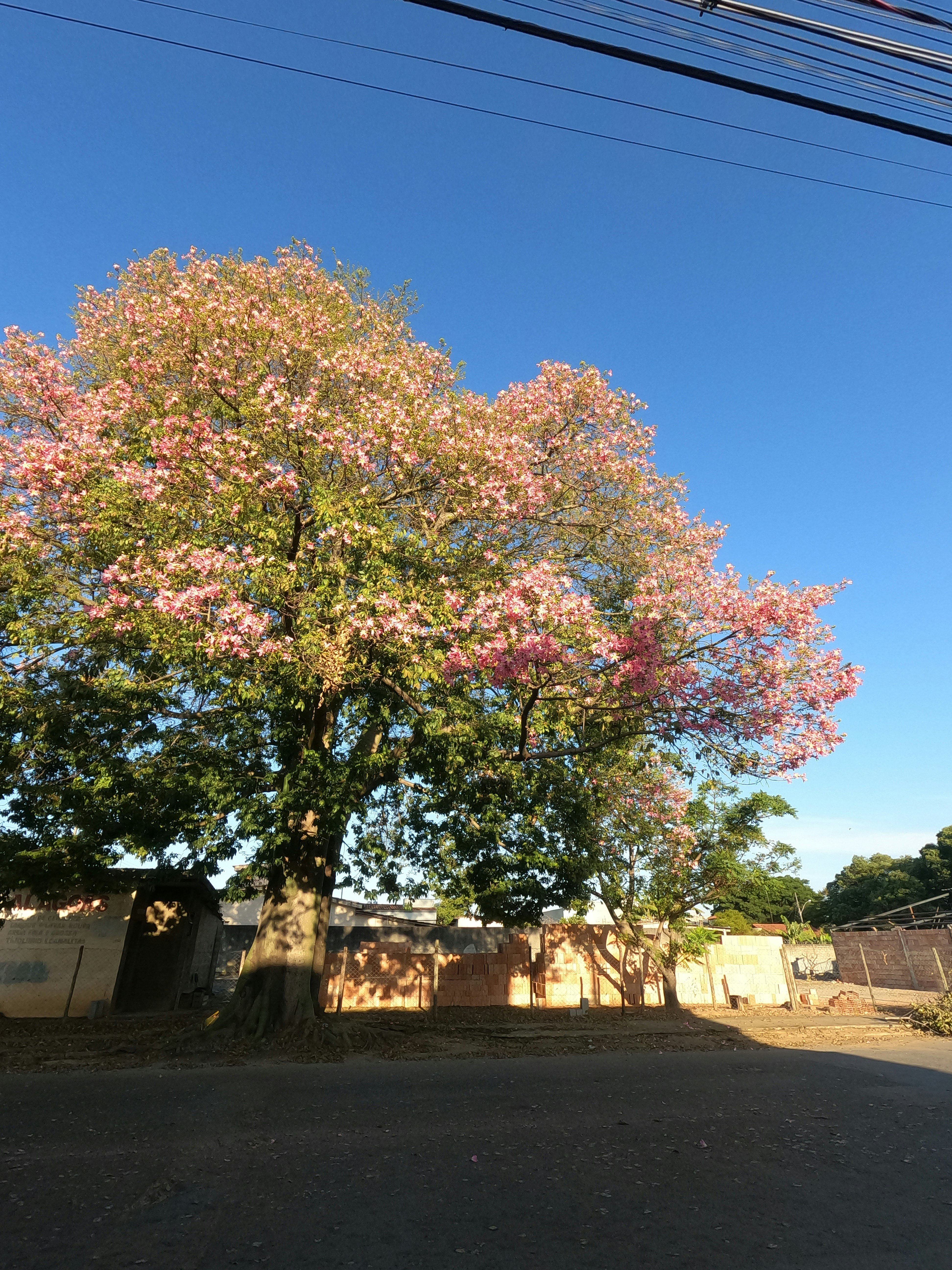 A large pink-flowered tree dominates a quiet street, with a brick wall and power lines framing the foreground under a bright blue sky.