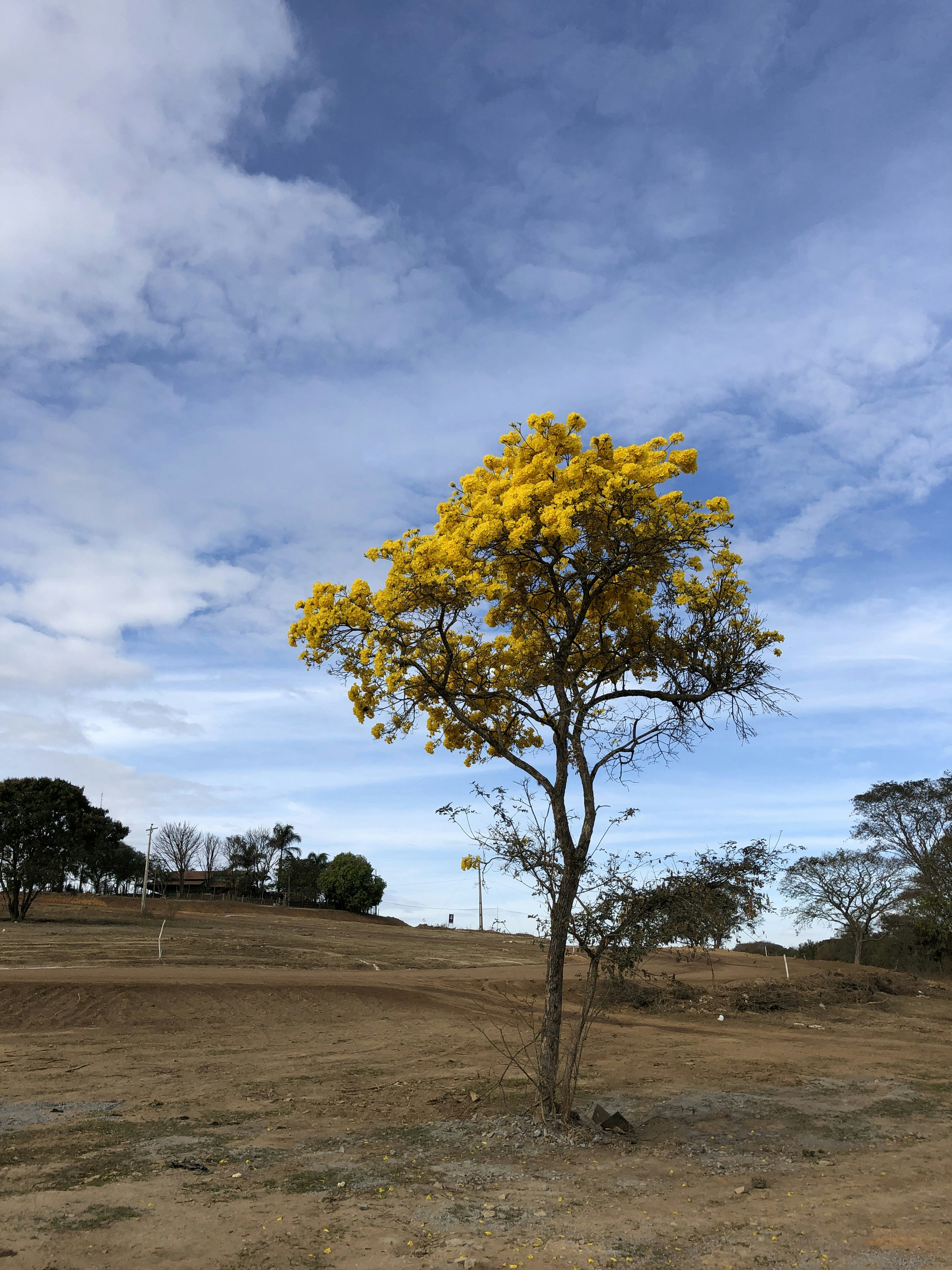 Solitary Blooms Amidst Arid Terrain