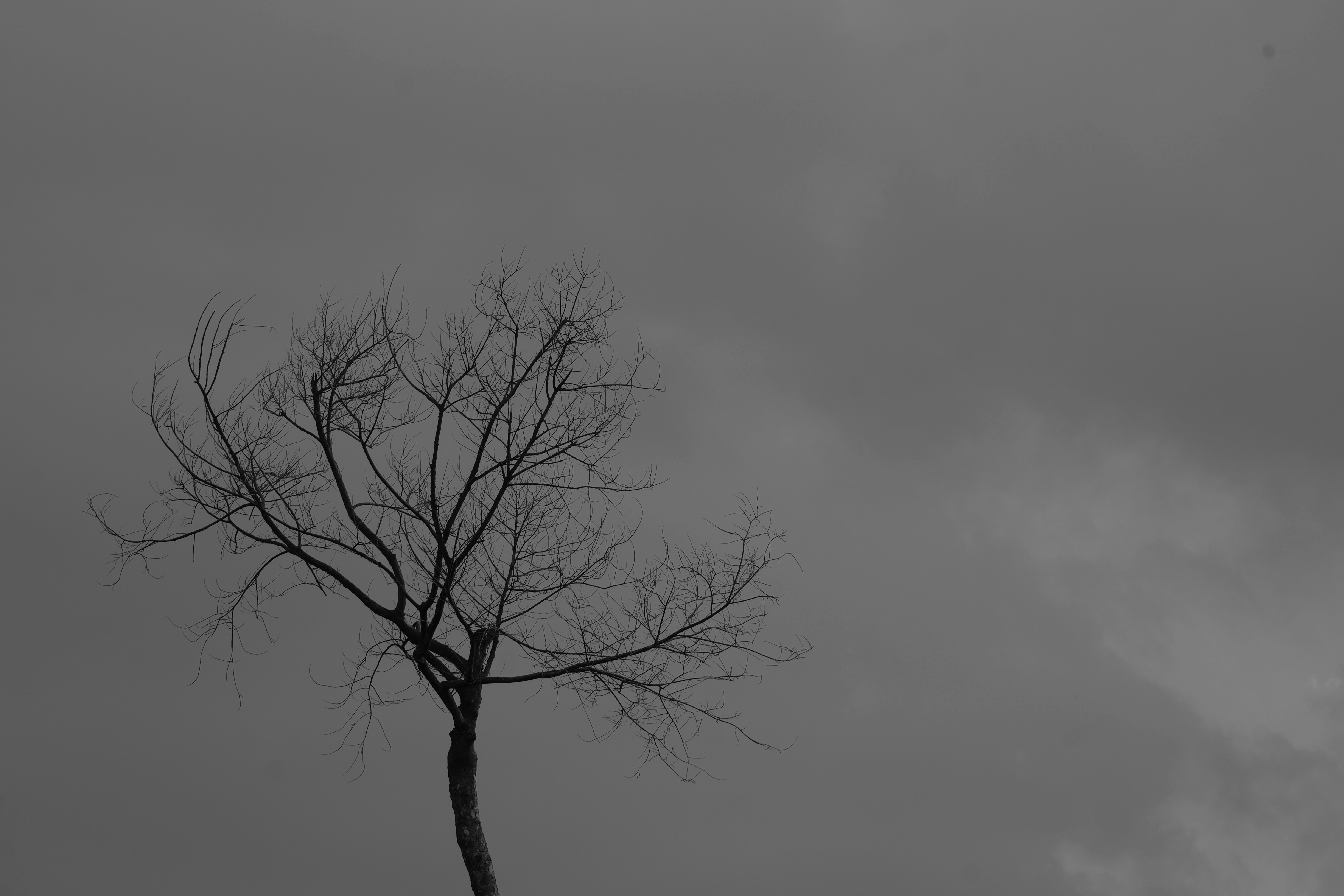 A Leafless Tree