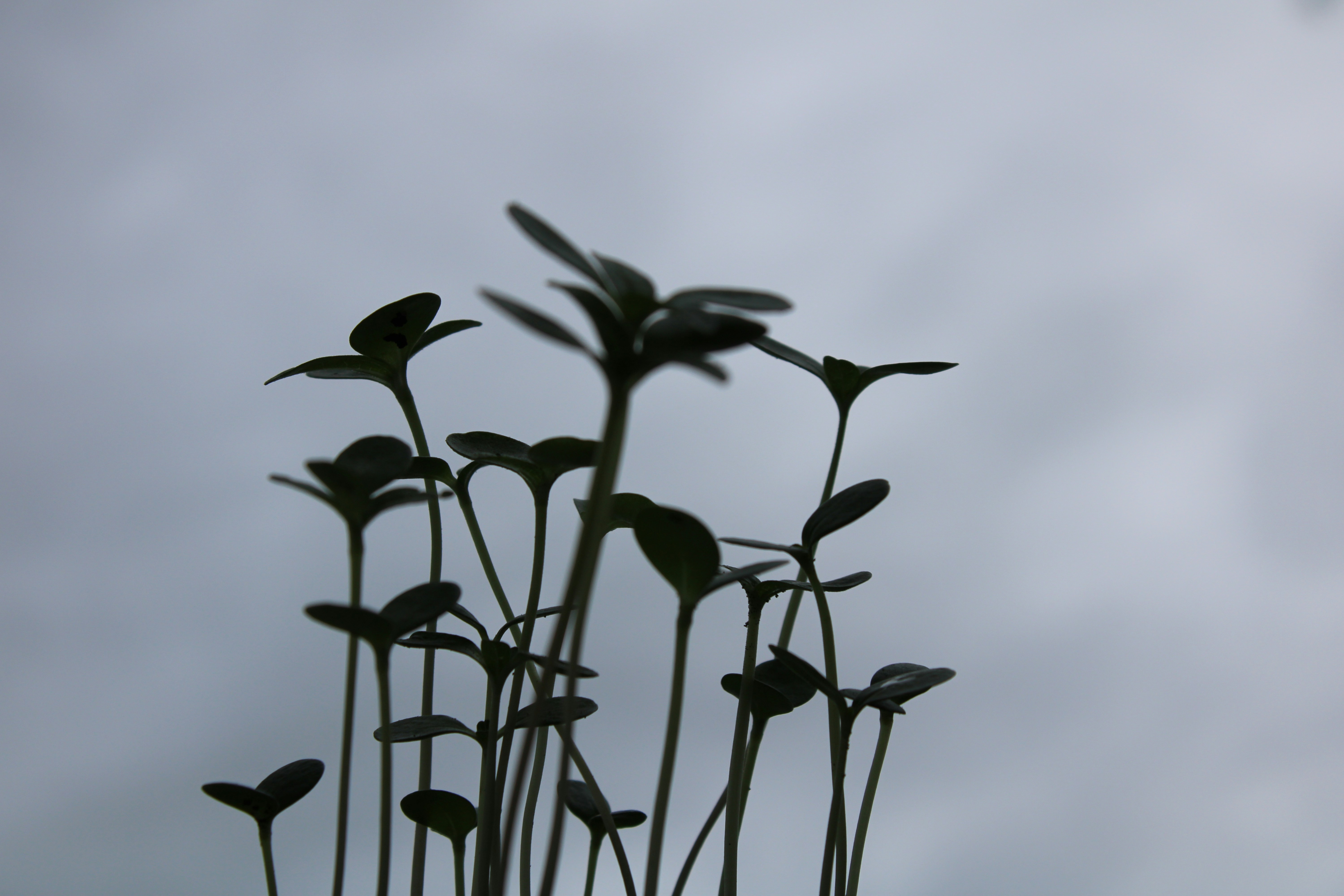 growing Zinnia sprouts on a black pot