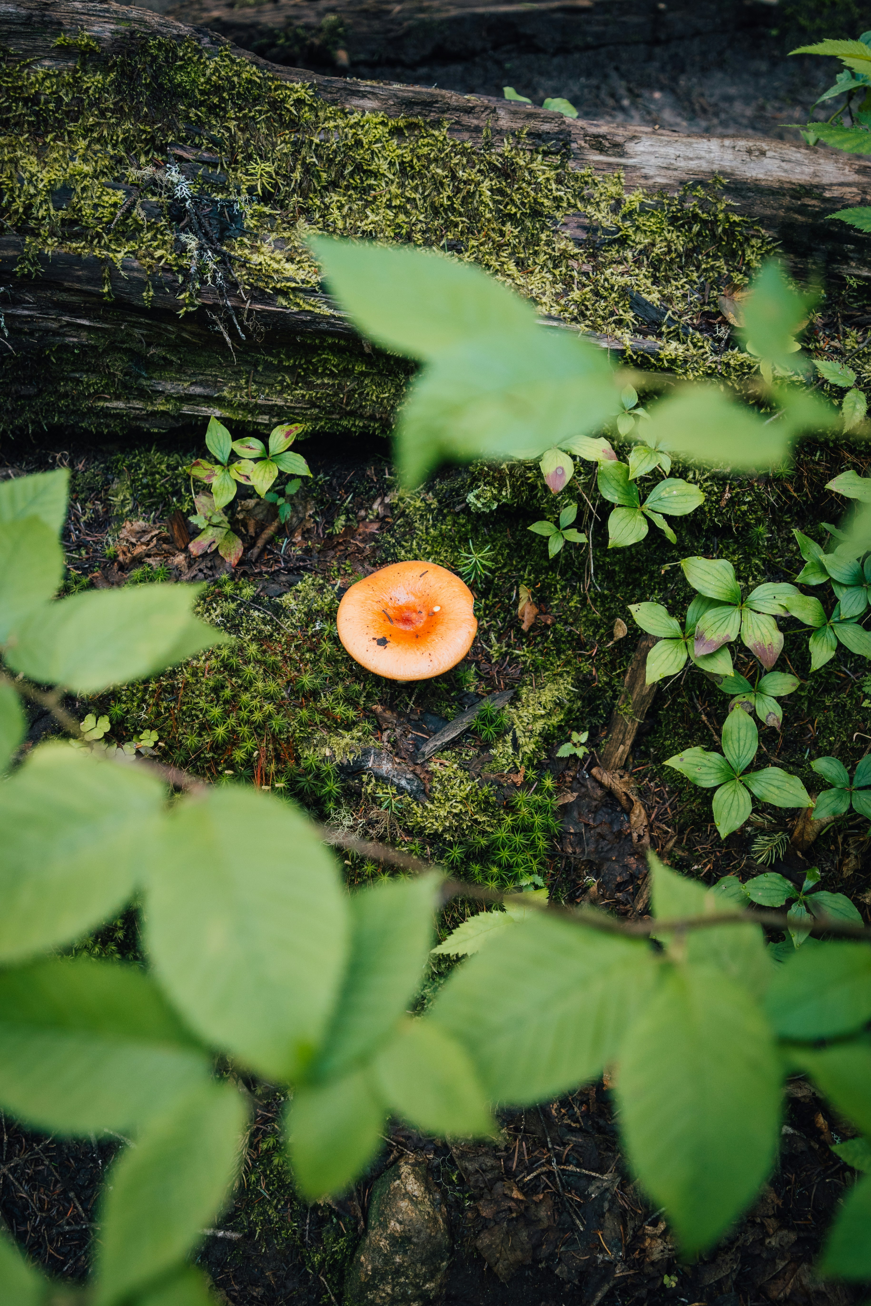 Orange Sentinel on a Mossy Log: A Forest Floor Portrait