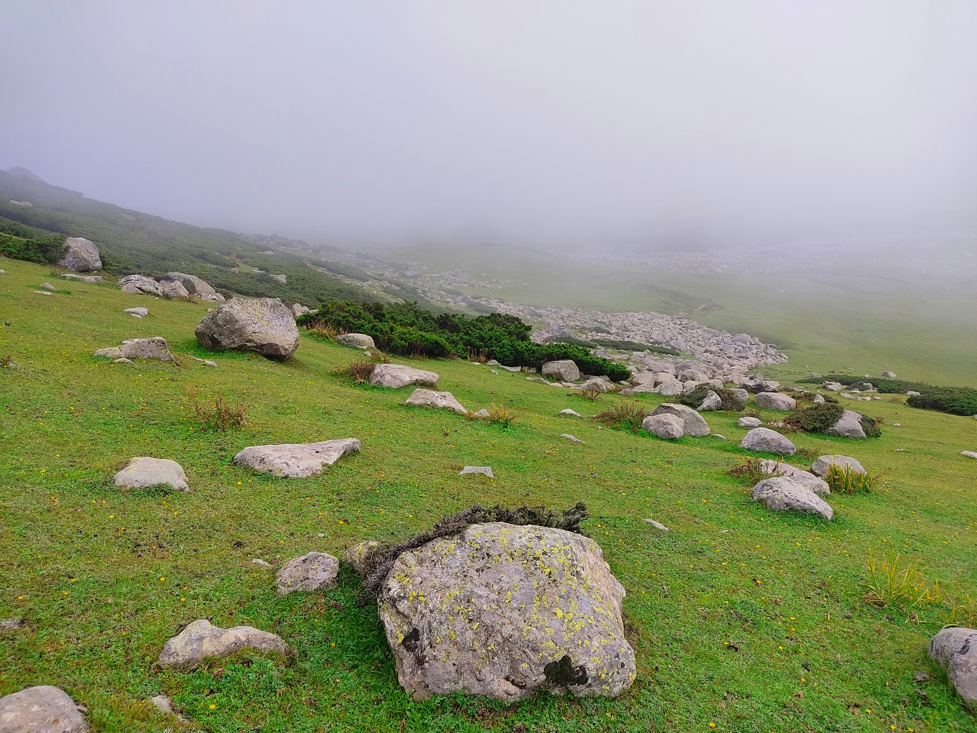 Fog envelops a grassy hillside scattered with rocks and distant shrubs.
