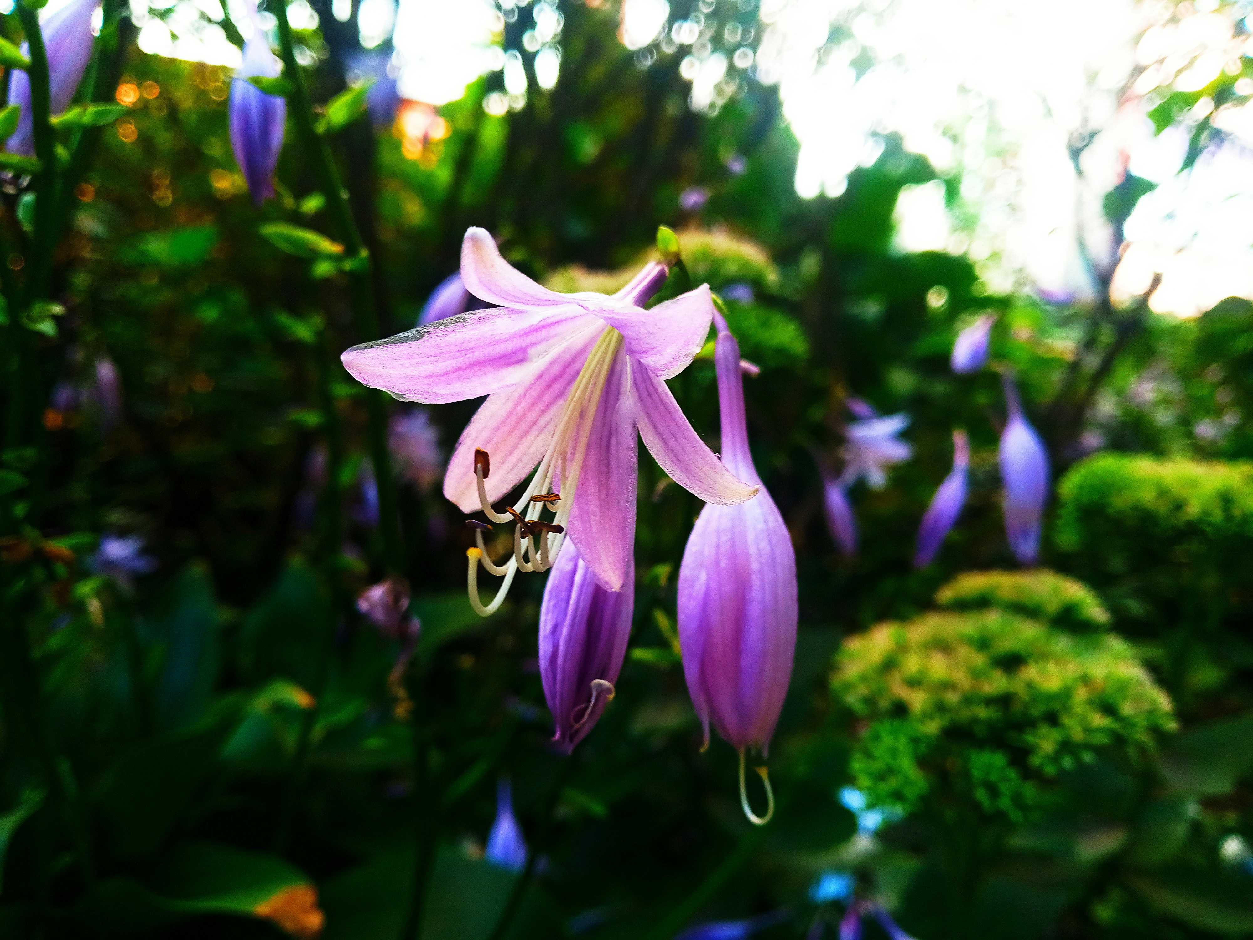 Close-up photograph of a pink fuchsia bellflower with long stamens against a lush green garden backdrop.