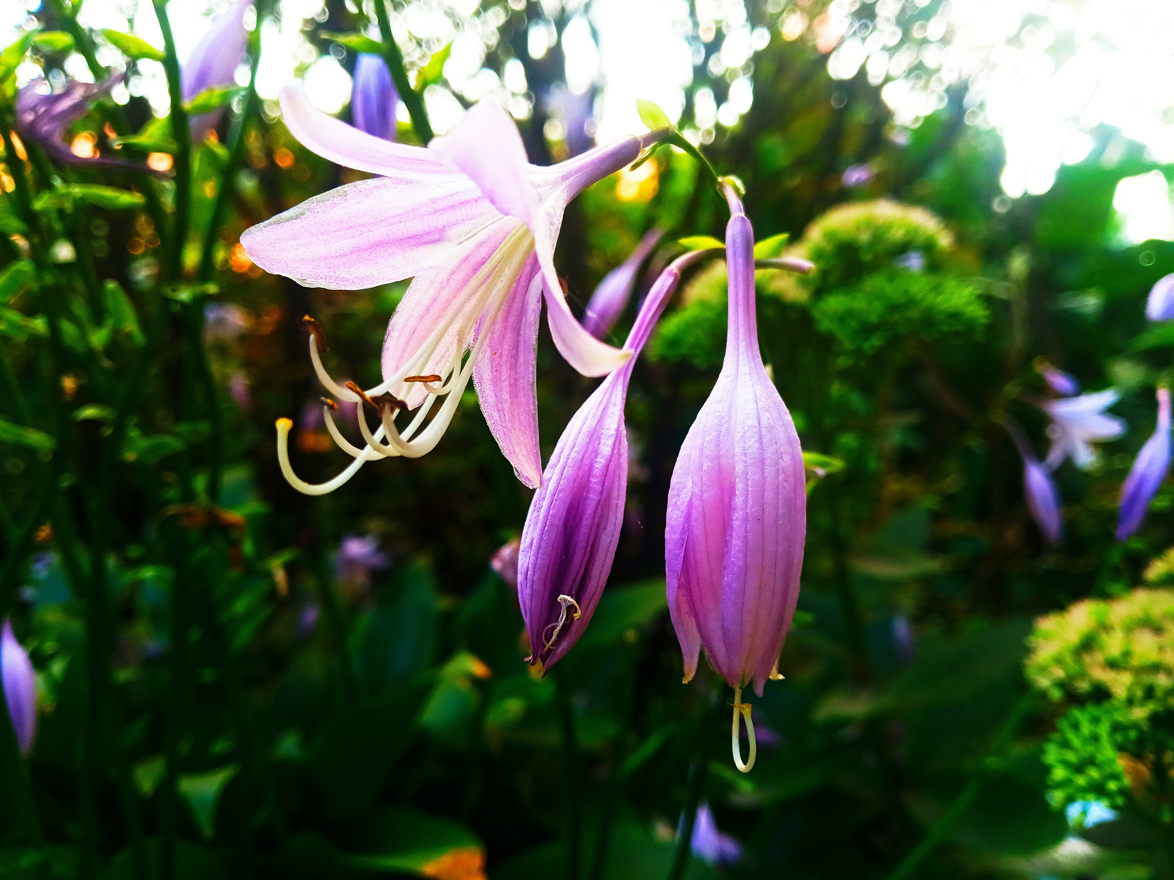 Pink Belladonna Blooms: A Delicate Moment in a Lush Garden