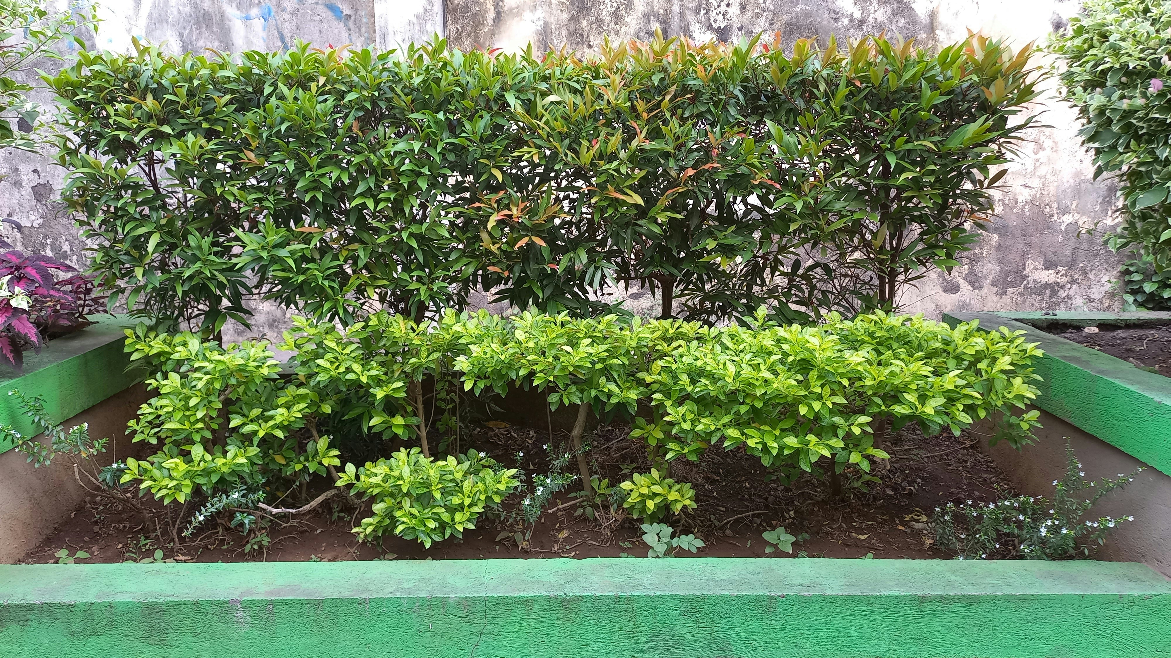 View of one corner of the city of Denpasar, where there is a street decoration in the form of a pot made of concrete containing several kinds of plants to decorate and cool the eyes of people who cros