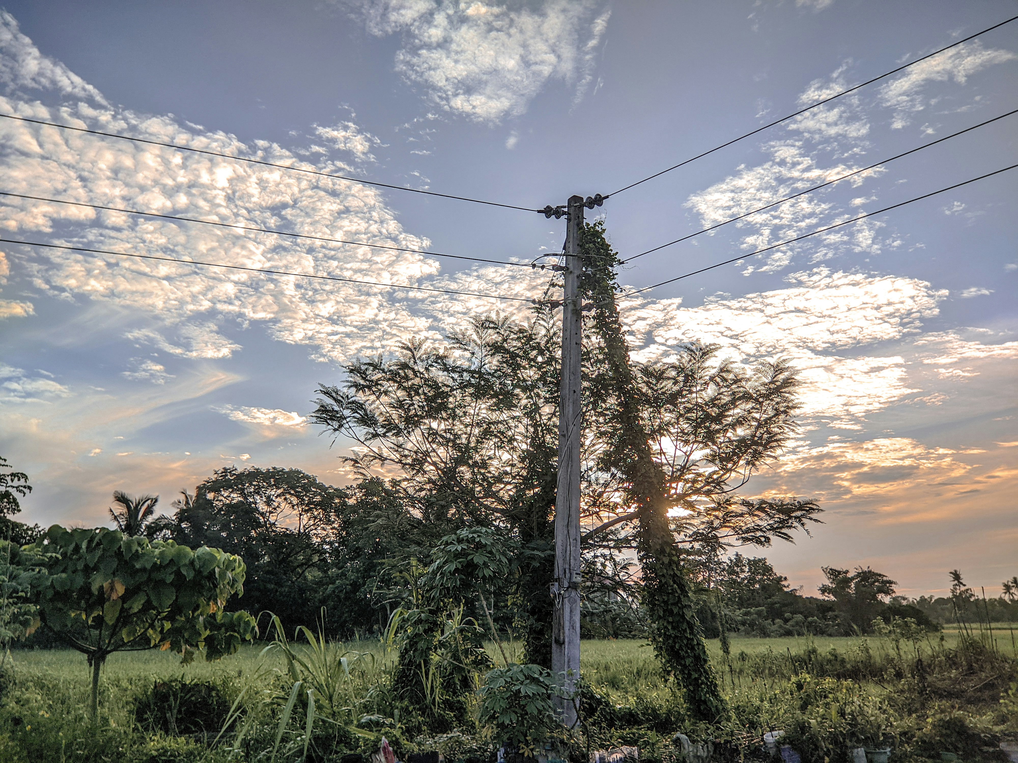 A telephone pole with vines growing on it photo – Free Sky Image on ...