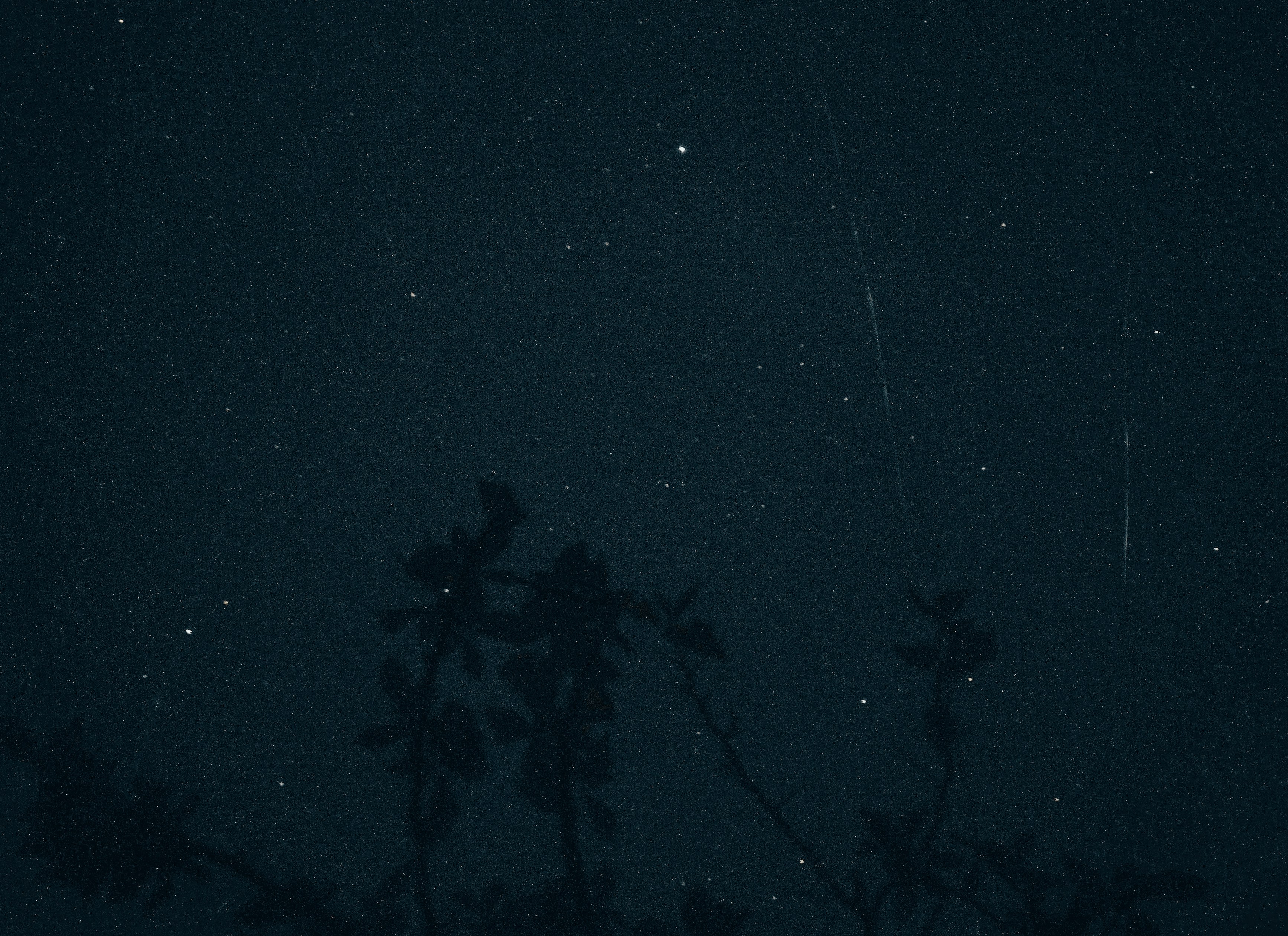 Meteor Thread Across a Quiet Night Sky Behind Pines