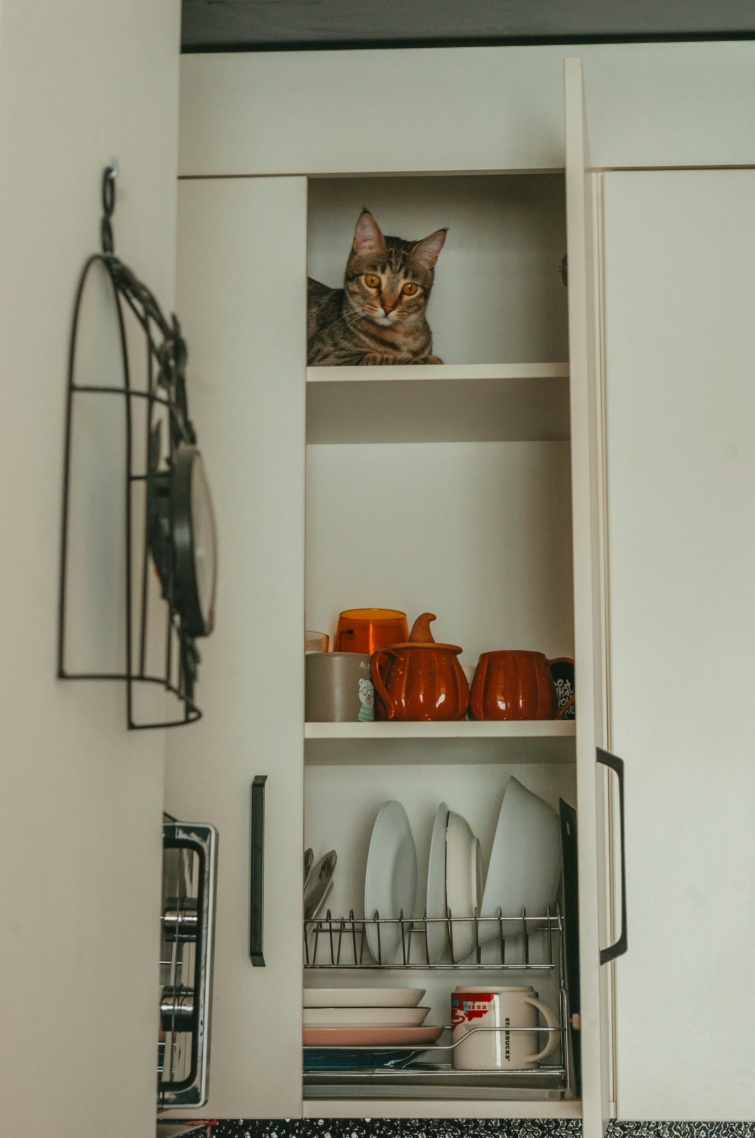 Cat on a Cabinet Shelf: Quiet Watcher of a Kitchen Pantry