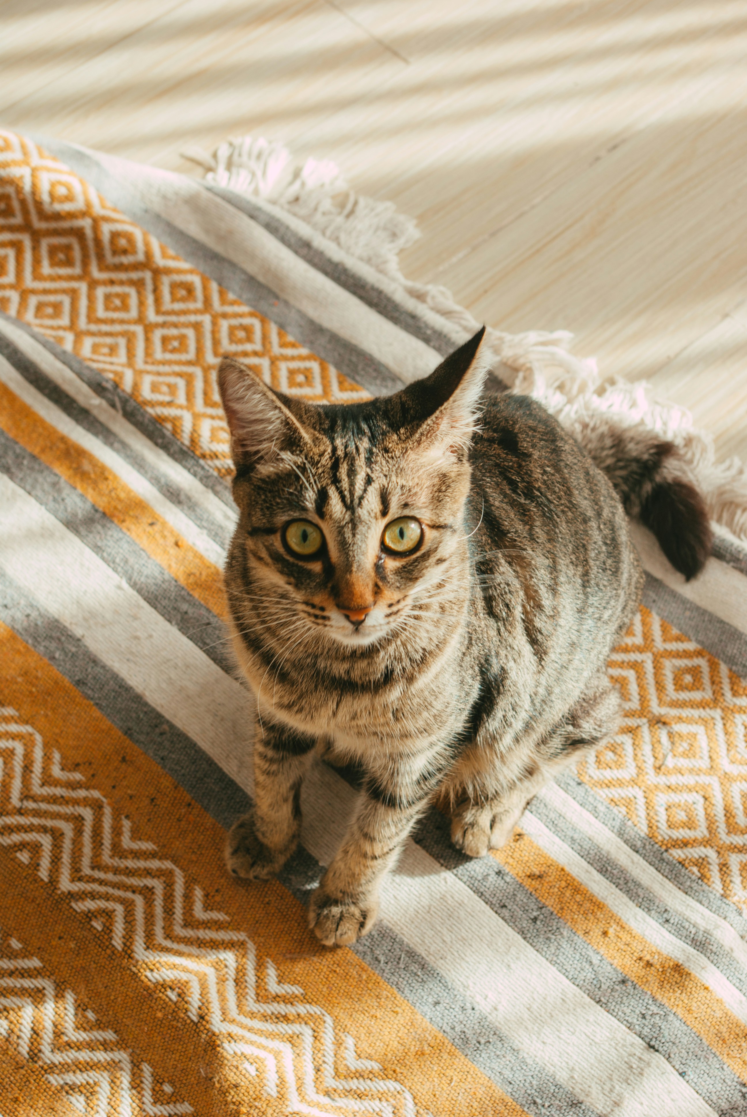 Curious Tabby Under Warm Sun on a Diamond-Patterned Rug