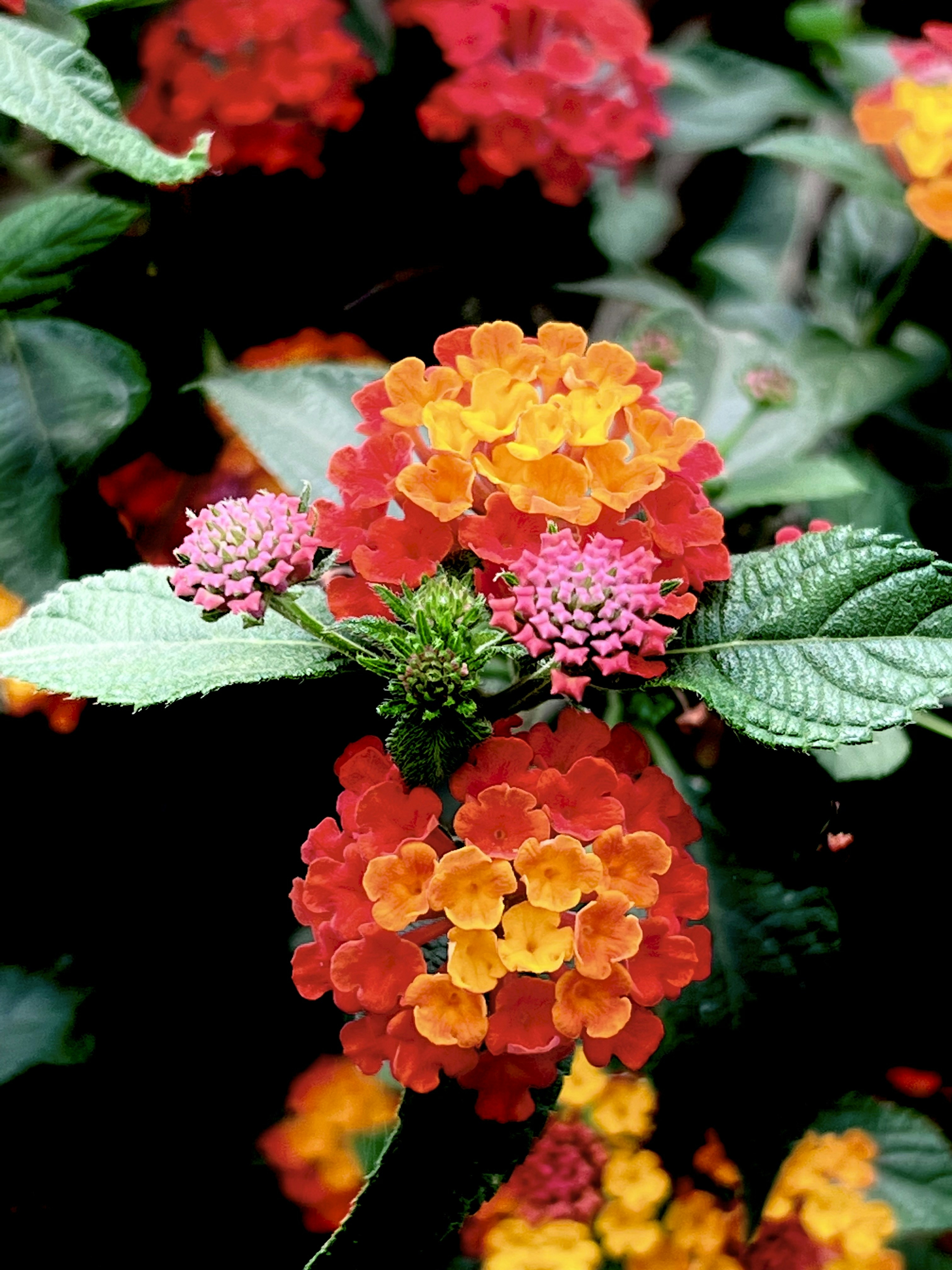A close up of a bunch of flowers with leaves photo – Free Flower Image ...