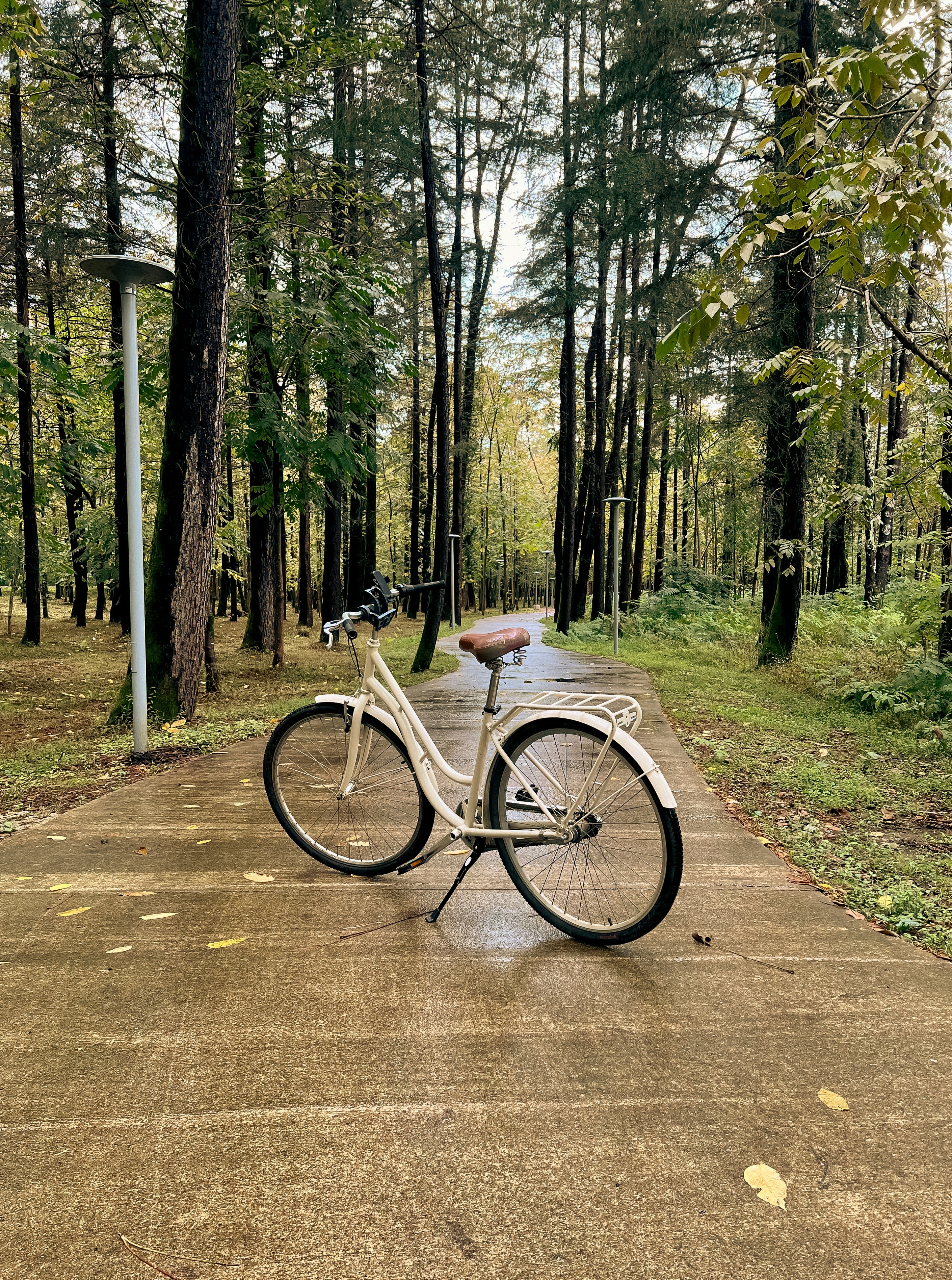 Beige Vintage Bicycle Stands Quietly on a Rain-Slick Forest Path
