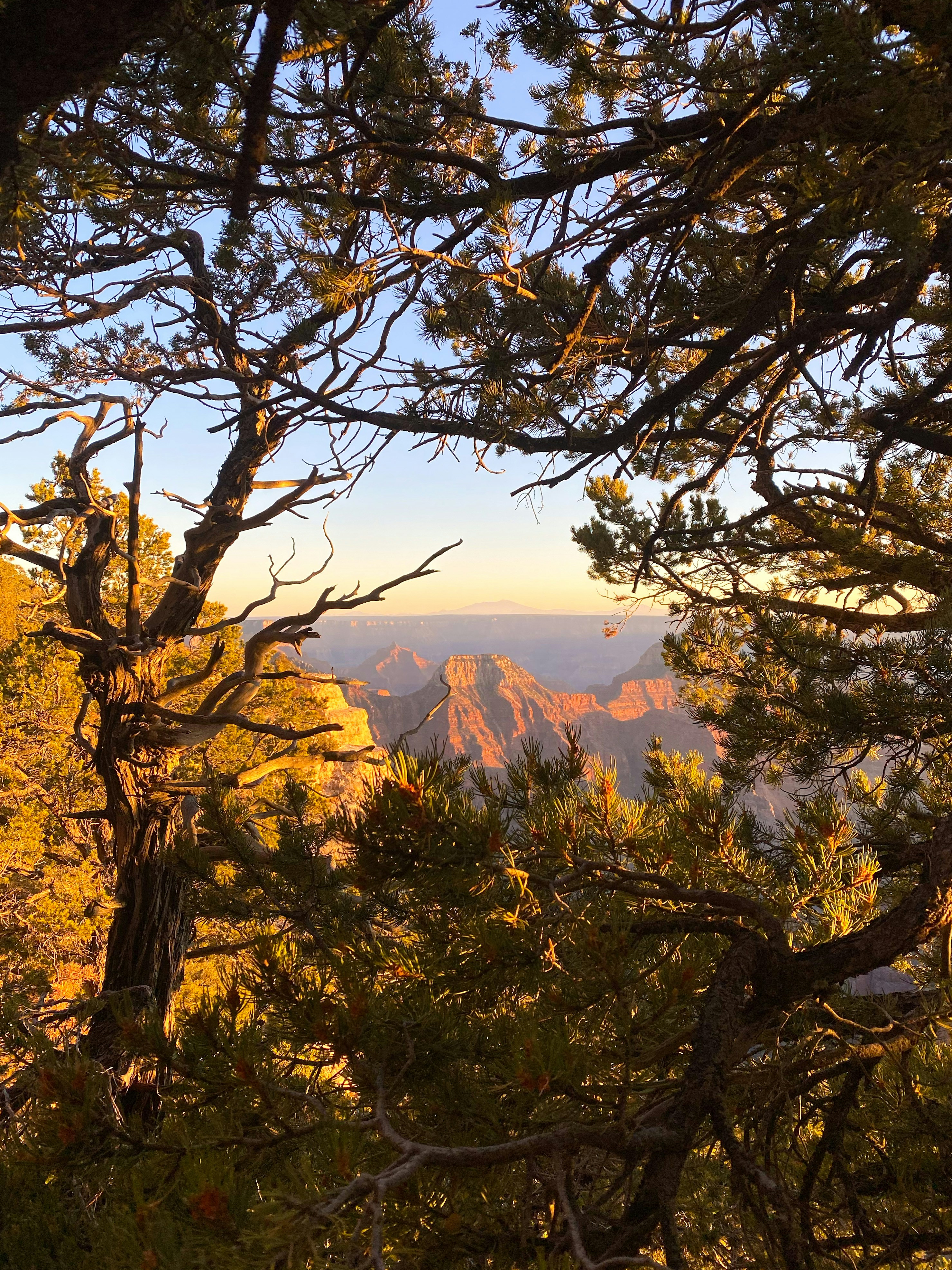 Nature's Framed Canvas