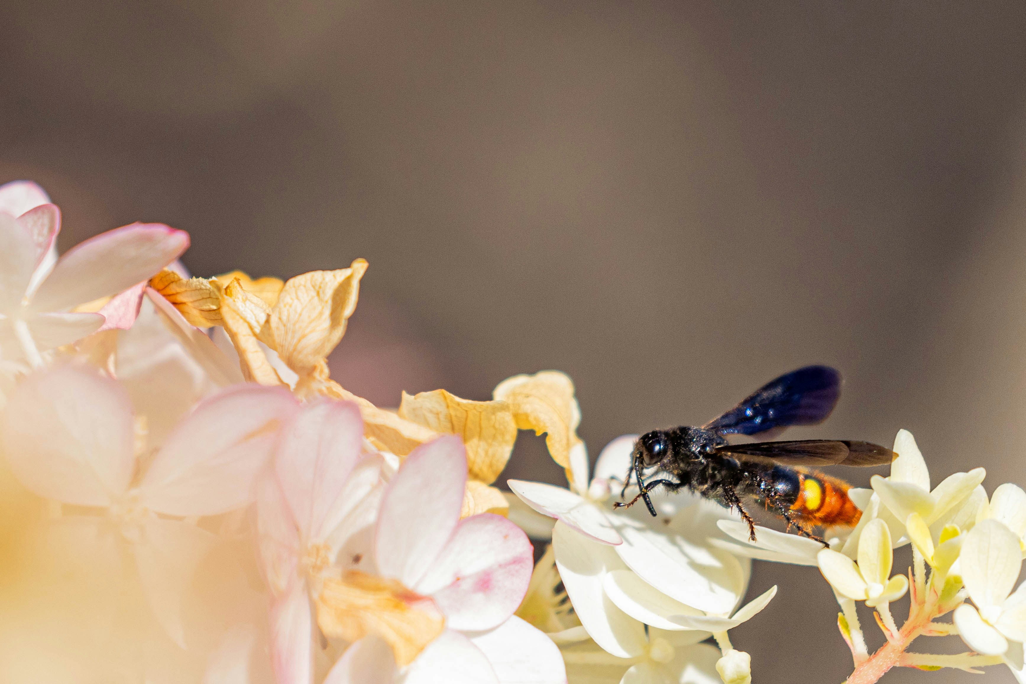 Hovering Visitor: A Bee in Focus on a Florescent Blossom