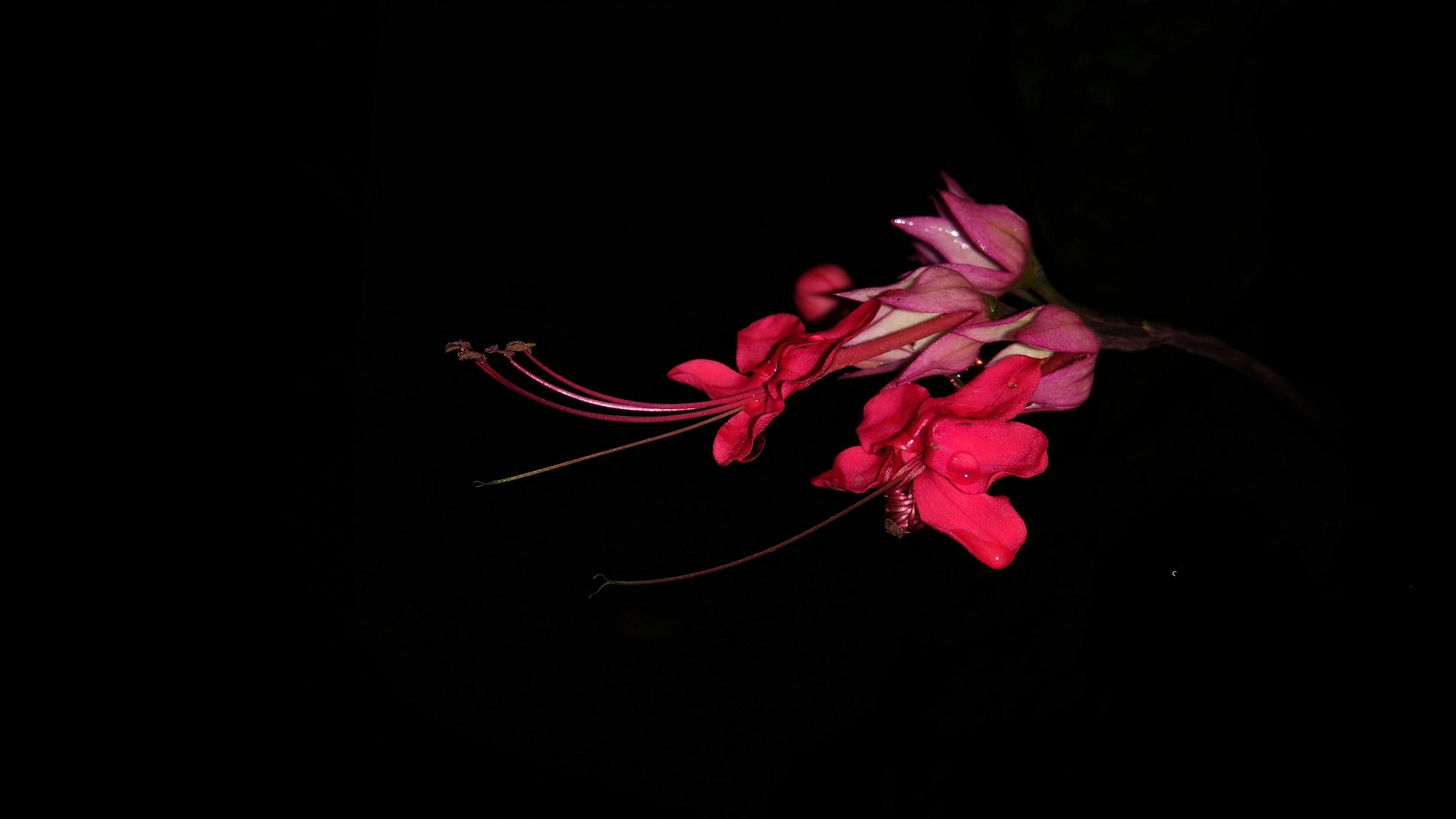 Crimson flower isolated on a black background with long stamens extending outward.
