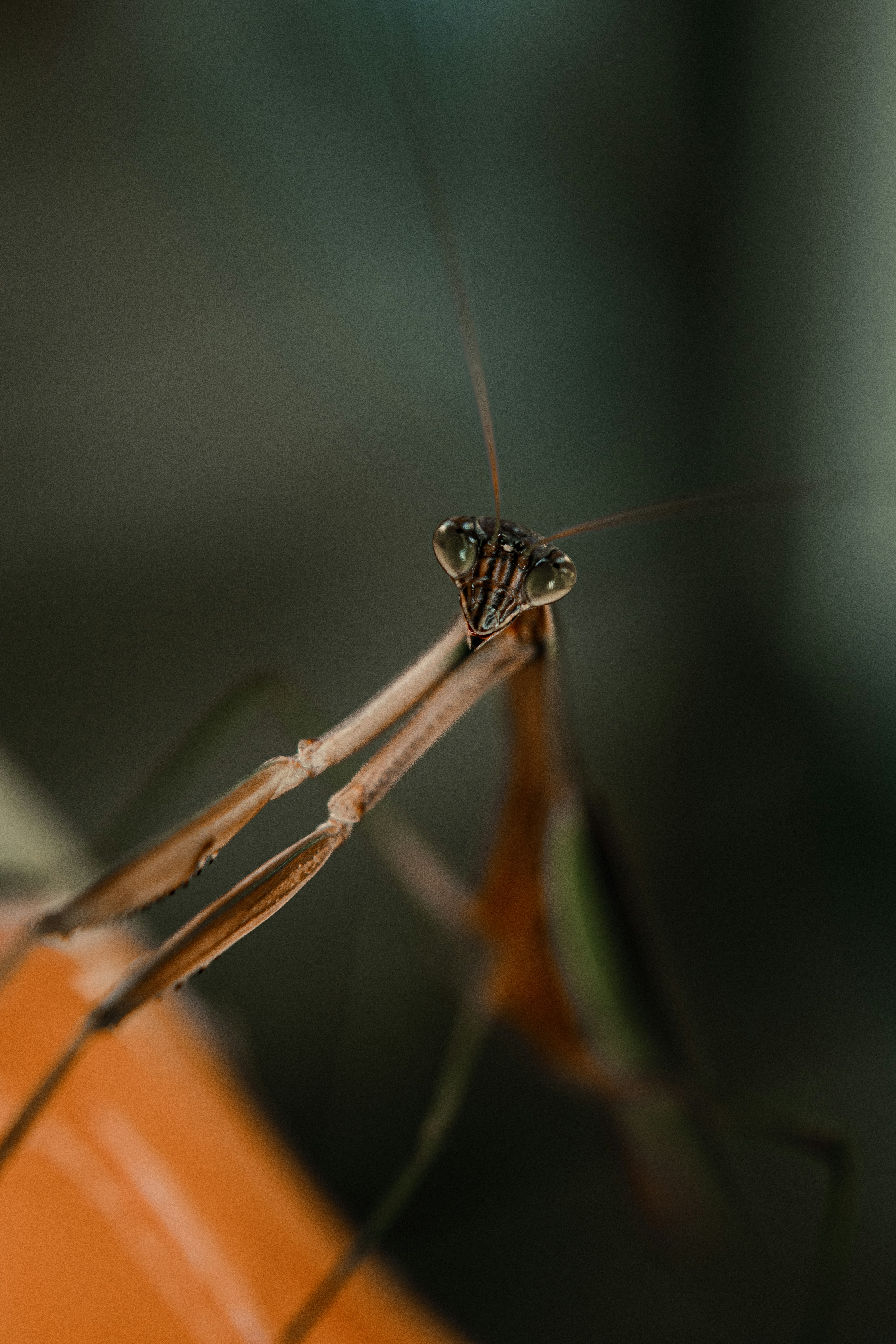 A close up of a grasshopper on a plant photo – Free Michigan Image on ...