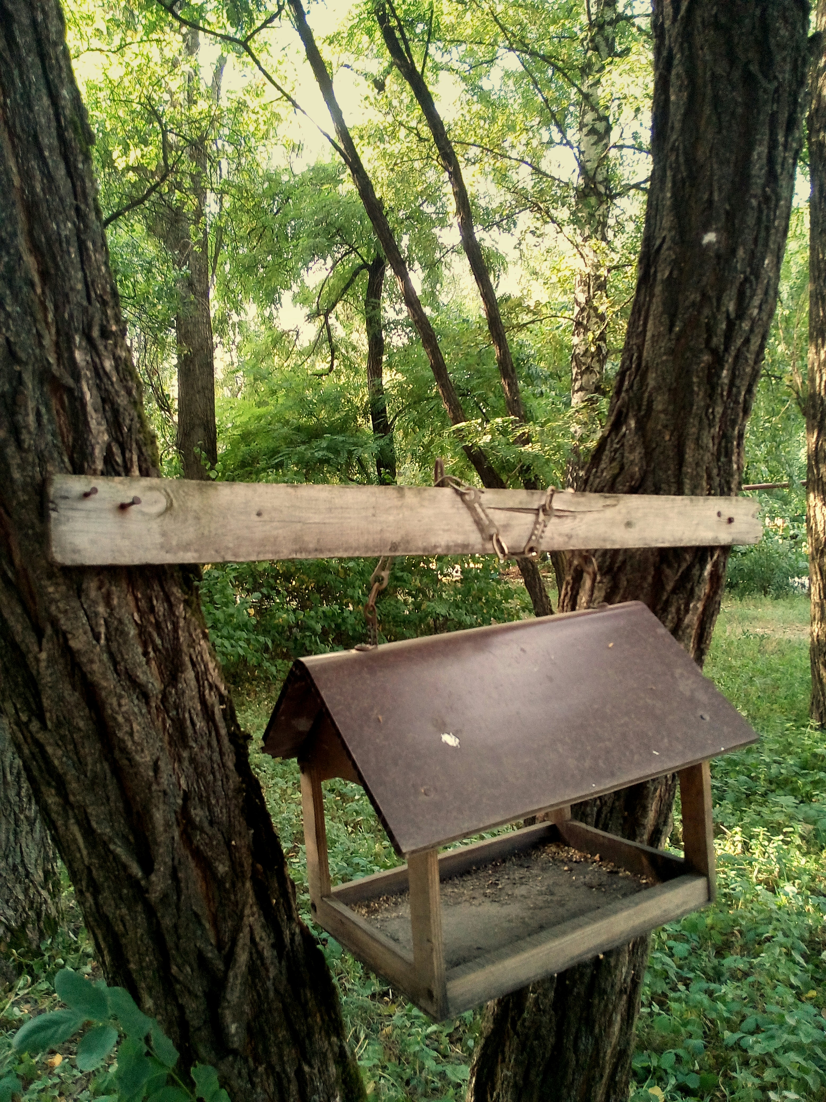 Between Bark and Feed: A Weathered Bird Feeder Framed by Twin Trunks