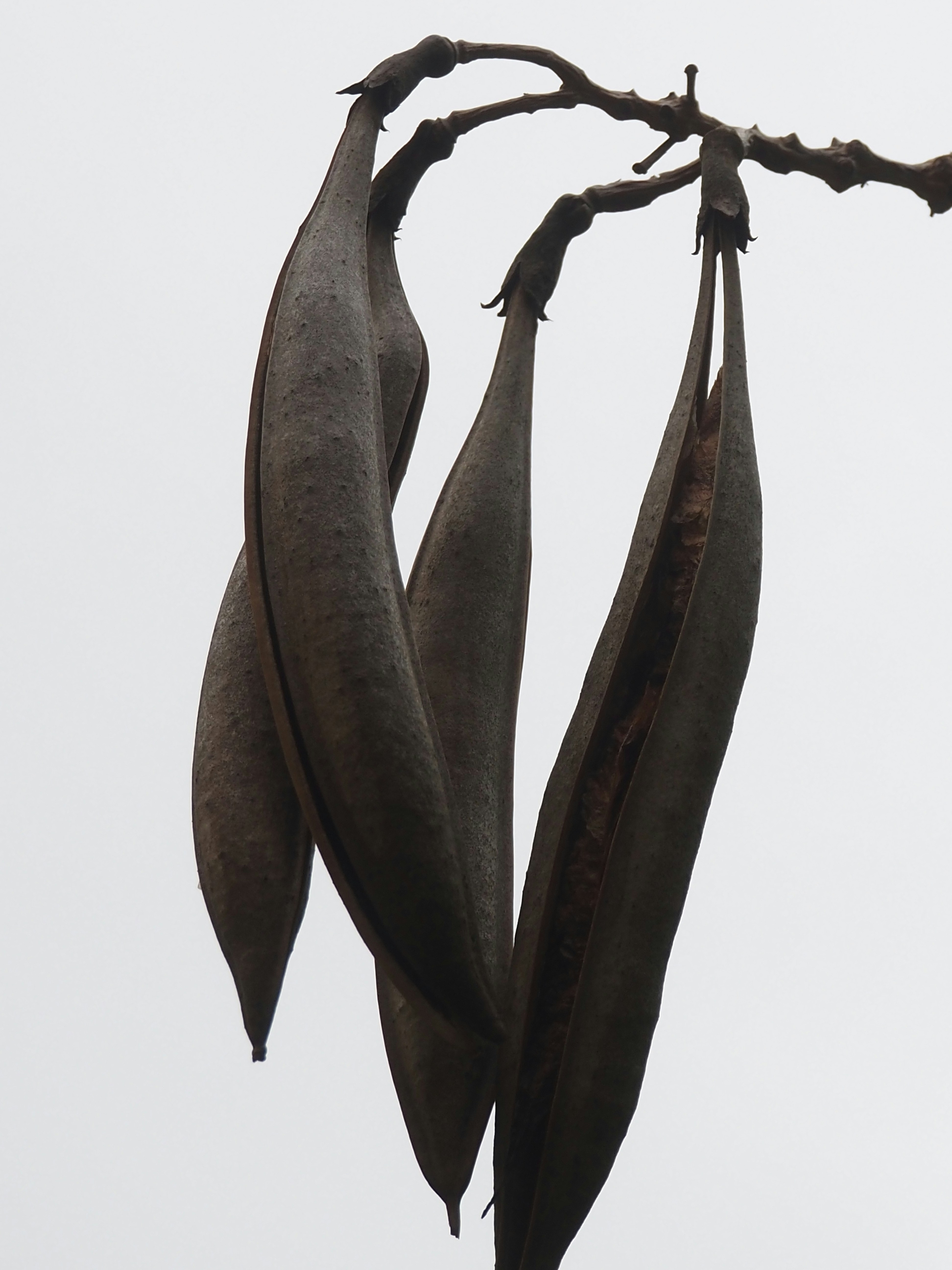 Lonely Pods: Pod-like Seed Pods Silhouetted Against a Pale Sky