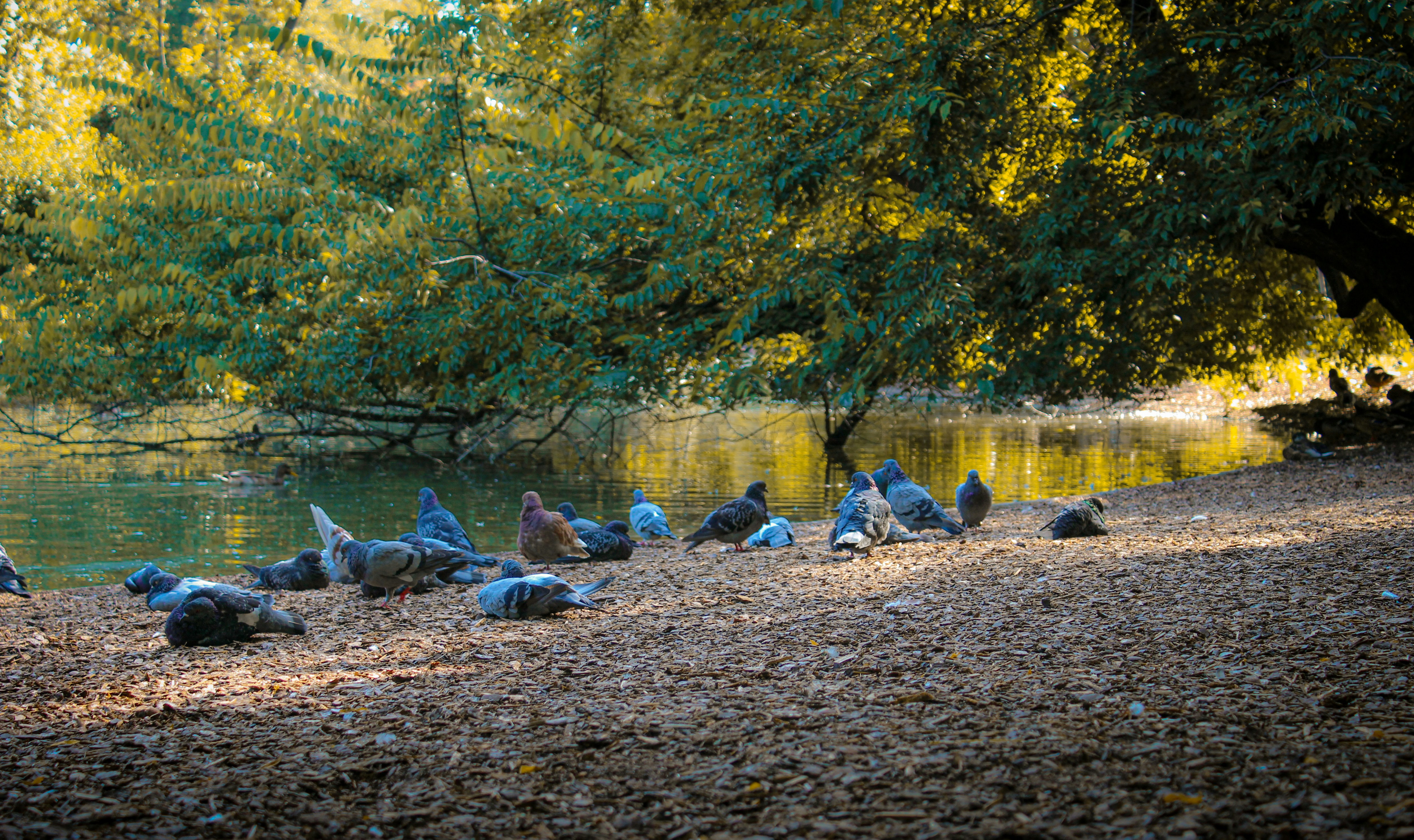 Pigeons Gather at the Shoreline Dappled in Autumn Light