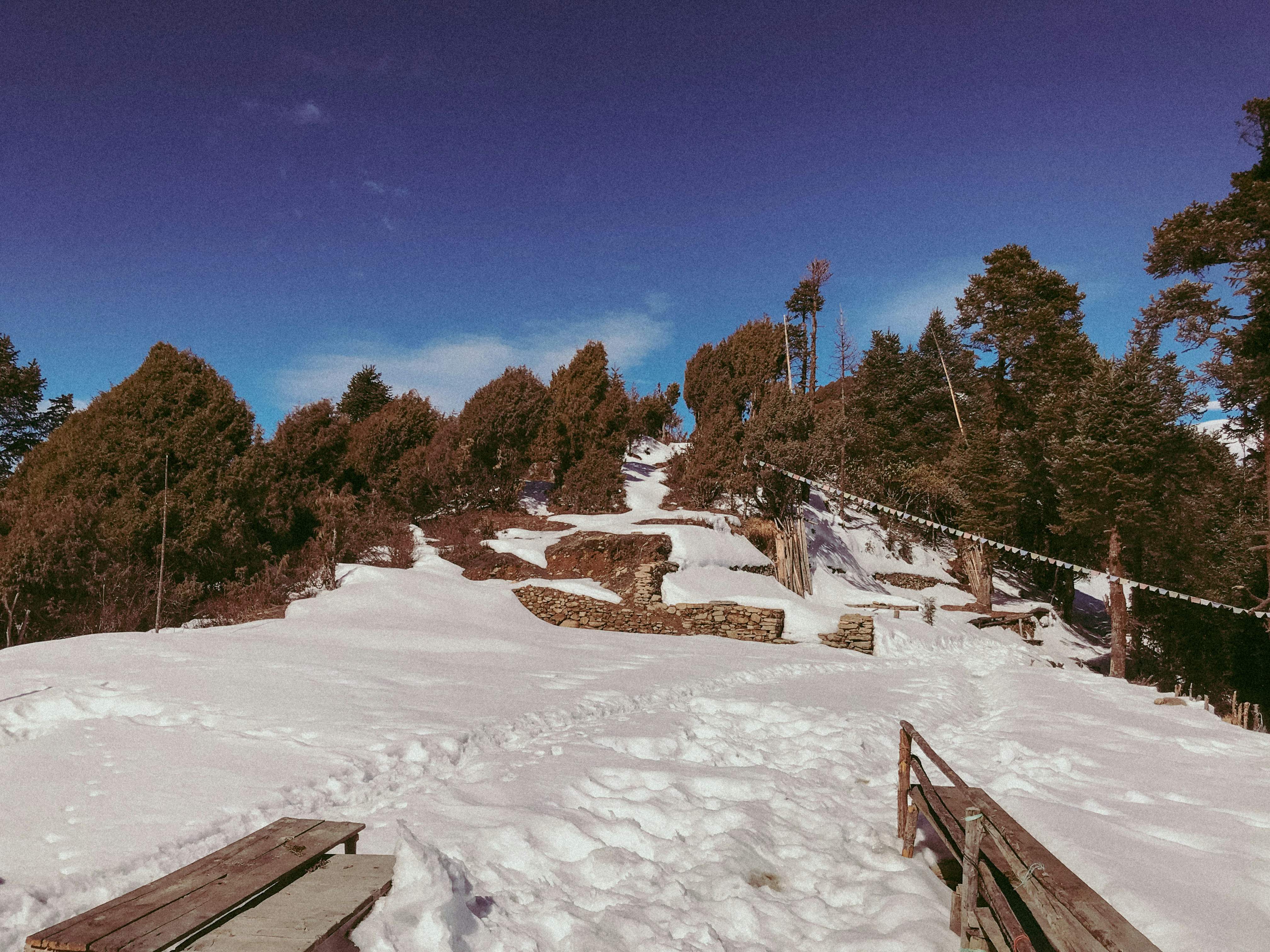 Serene Snowy Pathway Through Evergreen Woodland