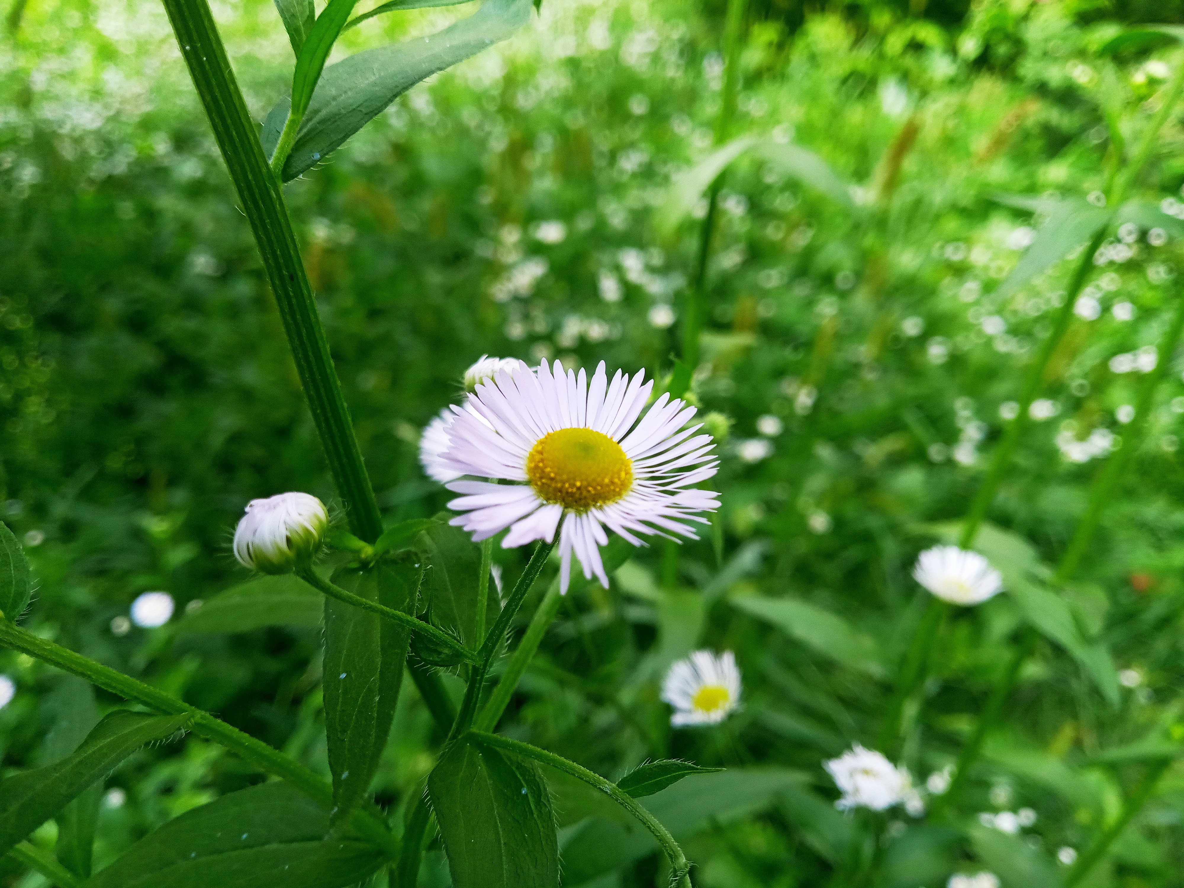 Close-up of a white daisy with a yellow center in a lush green field, with out-of-focus blooms creating a soft background.