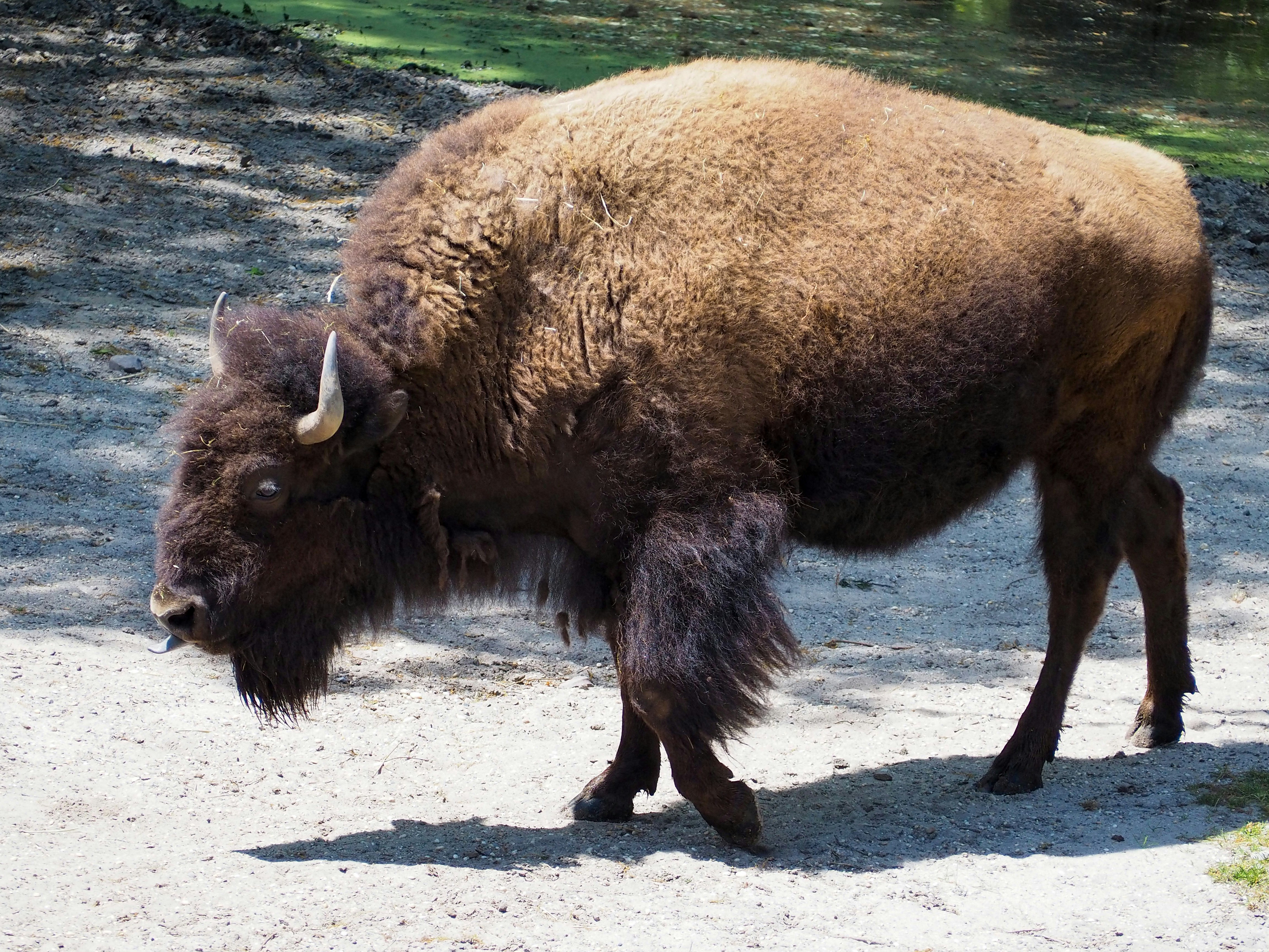 A buffalo walking away from a stream after getting some water on a hot day