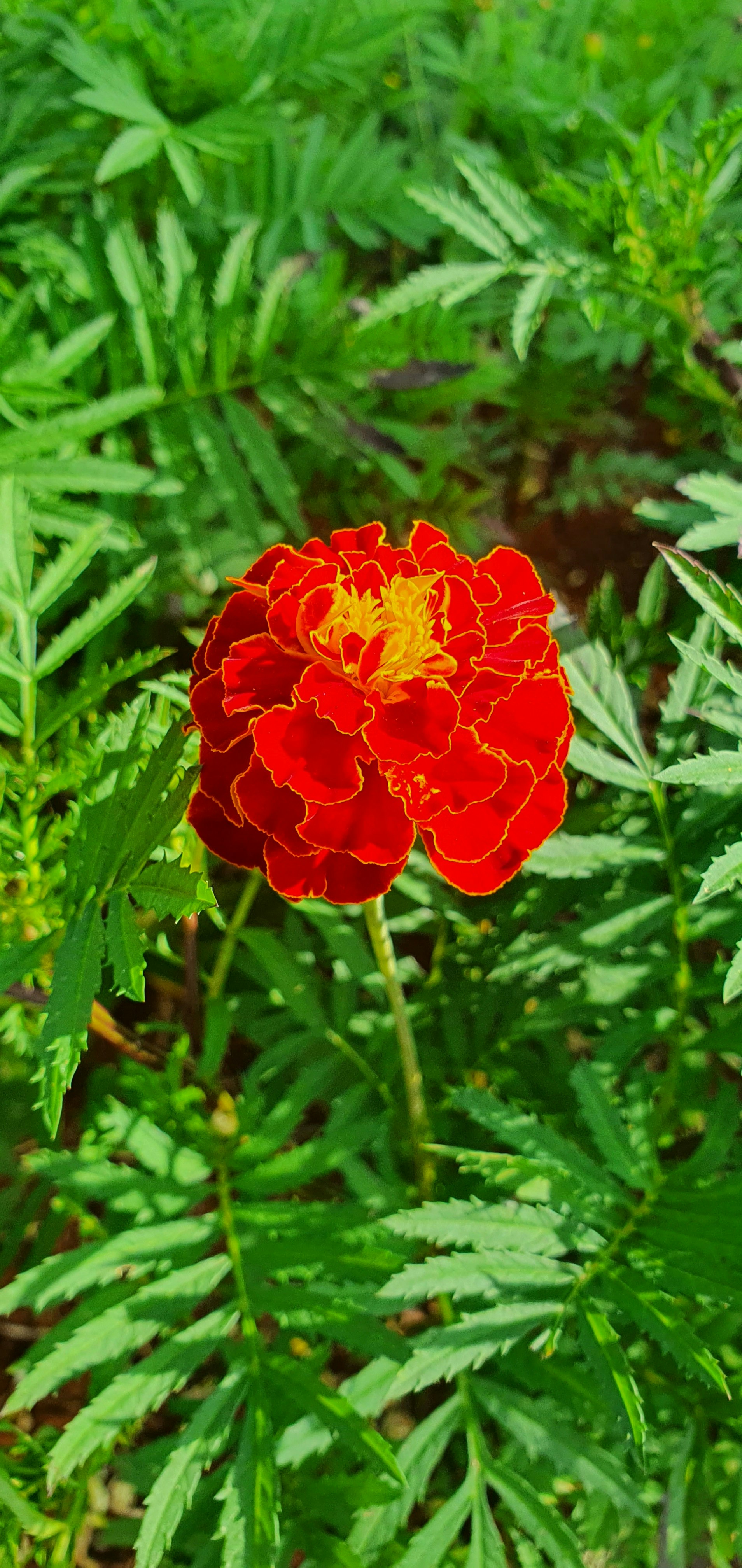 Crimson Marigold Crowned in Golden Edges Amid Verdant Ferns