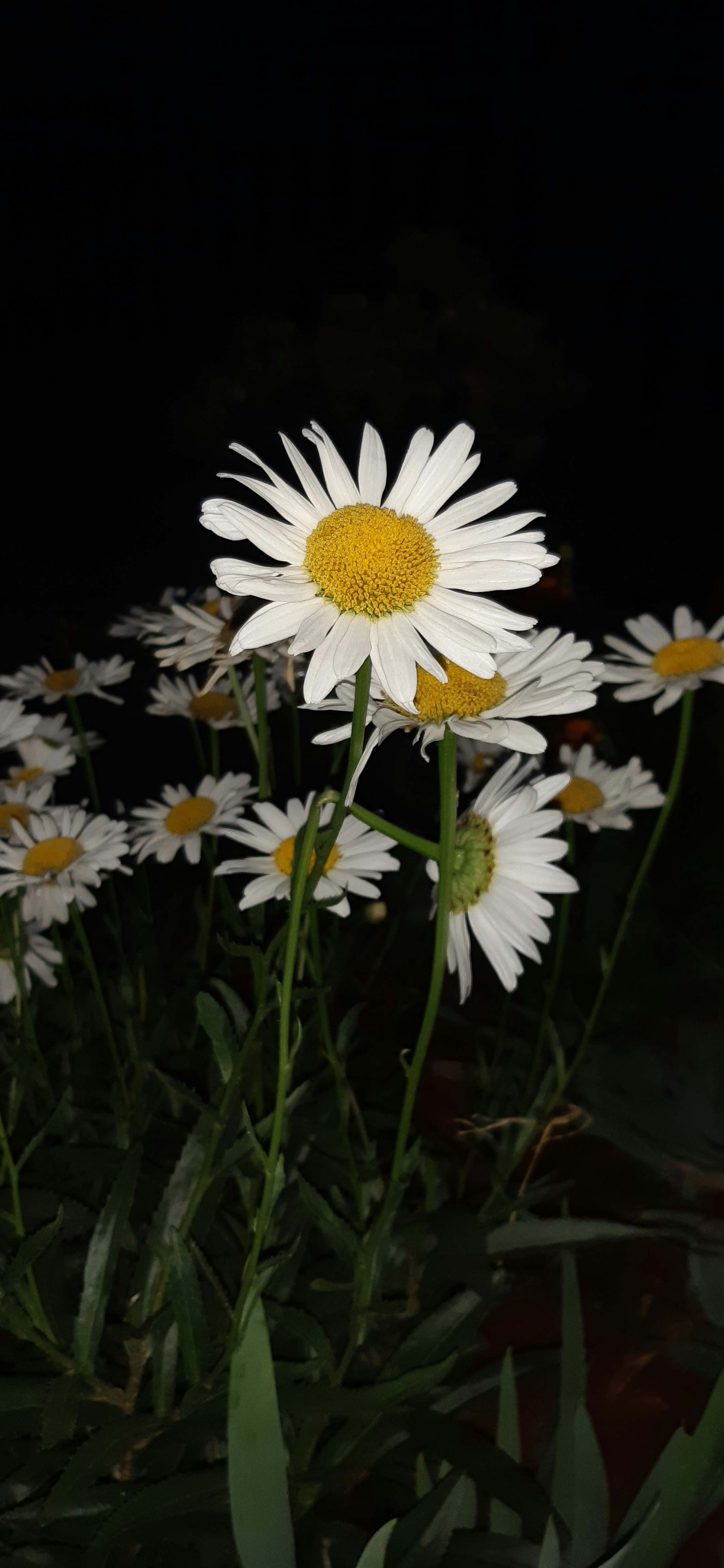 Close-up of white daisies with yellow centers illuminated against a dark night backdrop, with a single foreground bloom taking prominence.