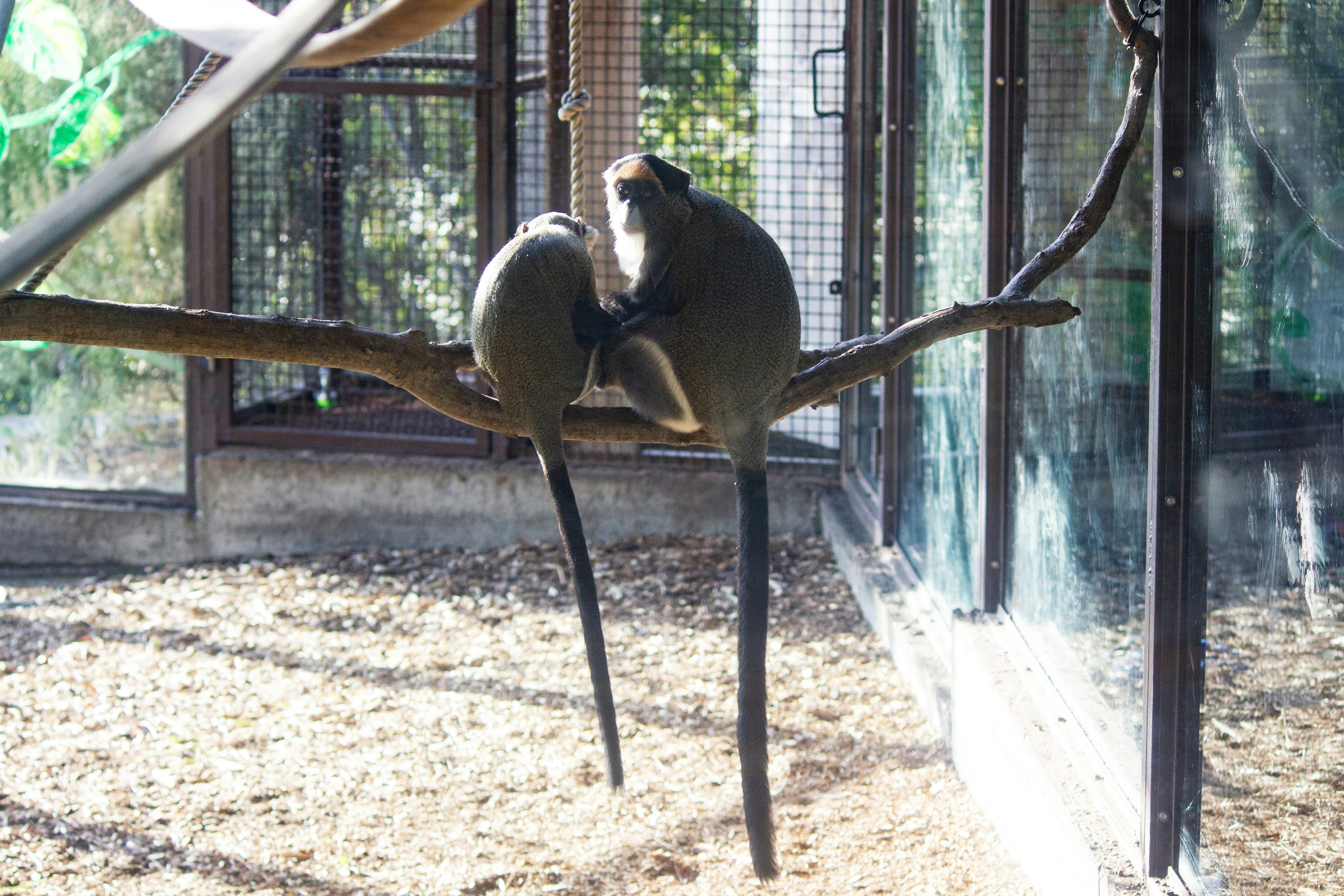 Grooming Moment on a Sunlit Branch Inside a Glass-Front Enclosure