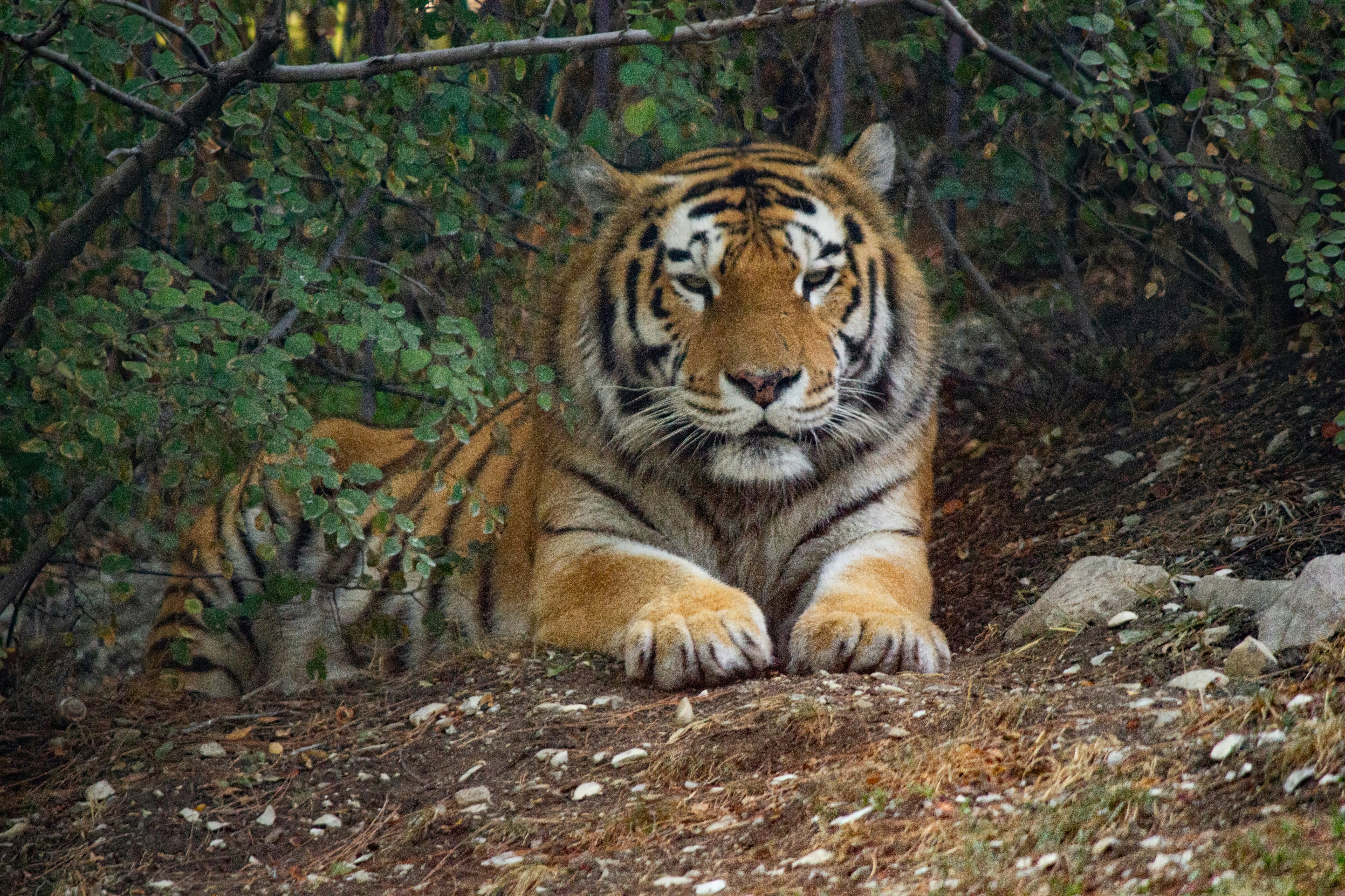 Tiger resting amidst dense foliage on a forest floor.