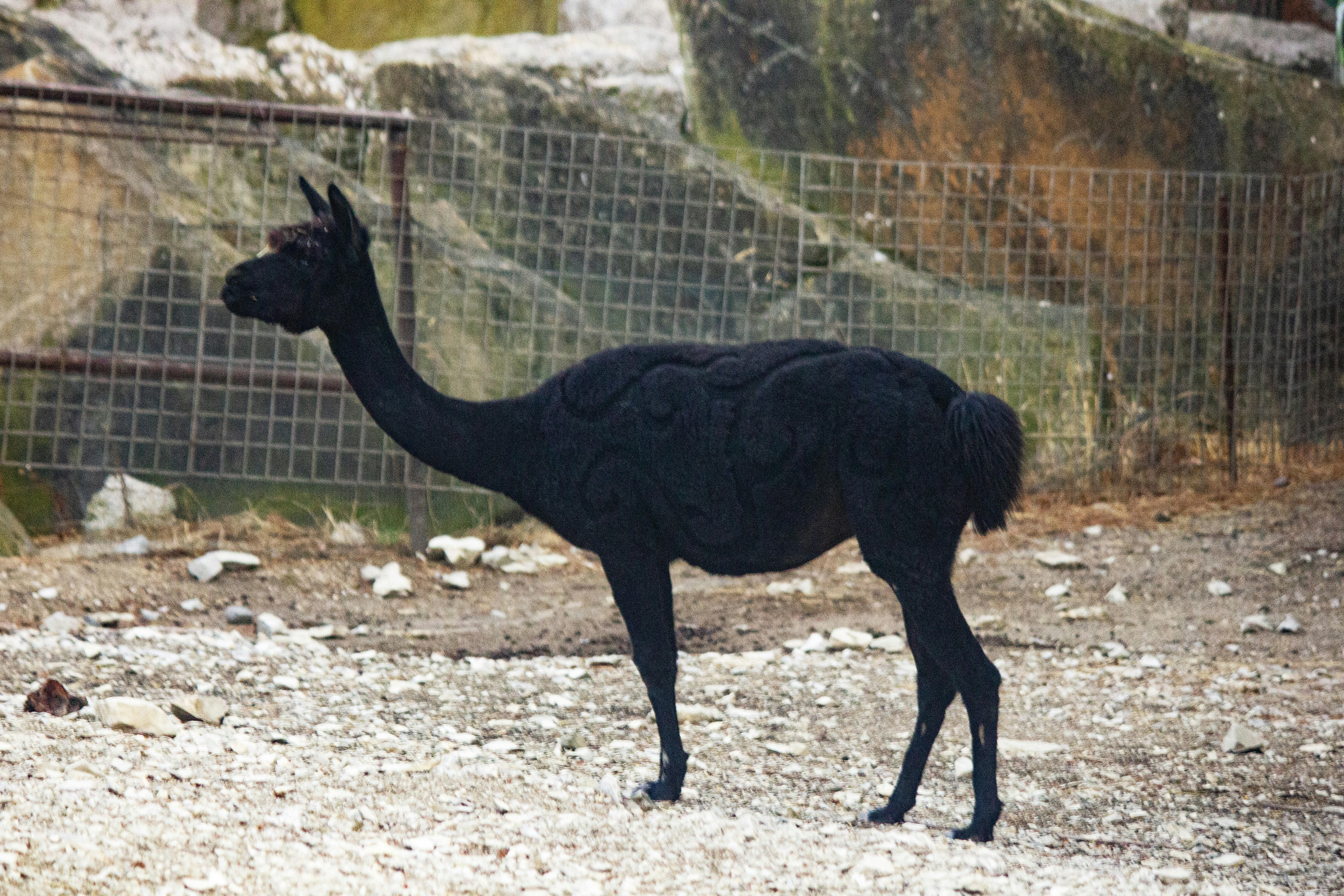 Noir Llama at the Fence-Line: A Quiet Portrait in a Gravel Yard