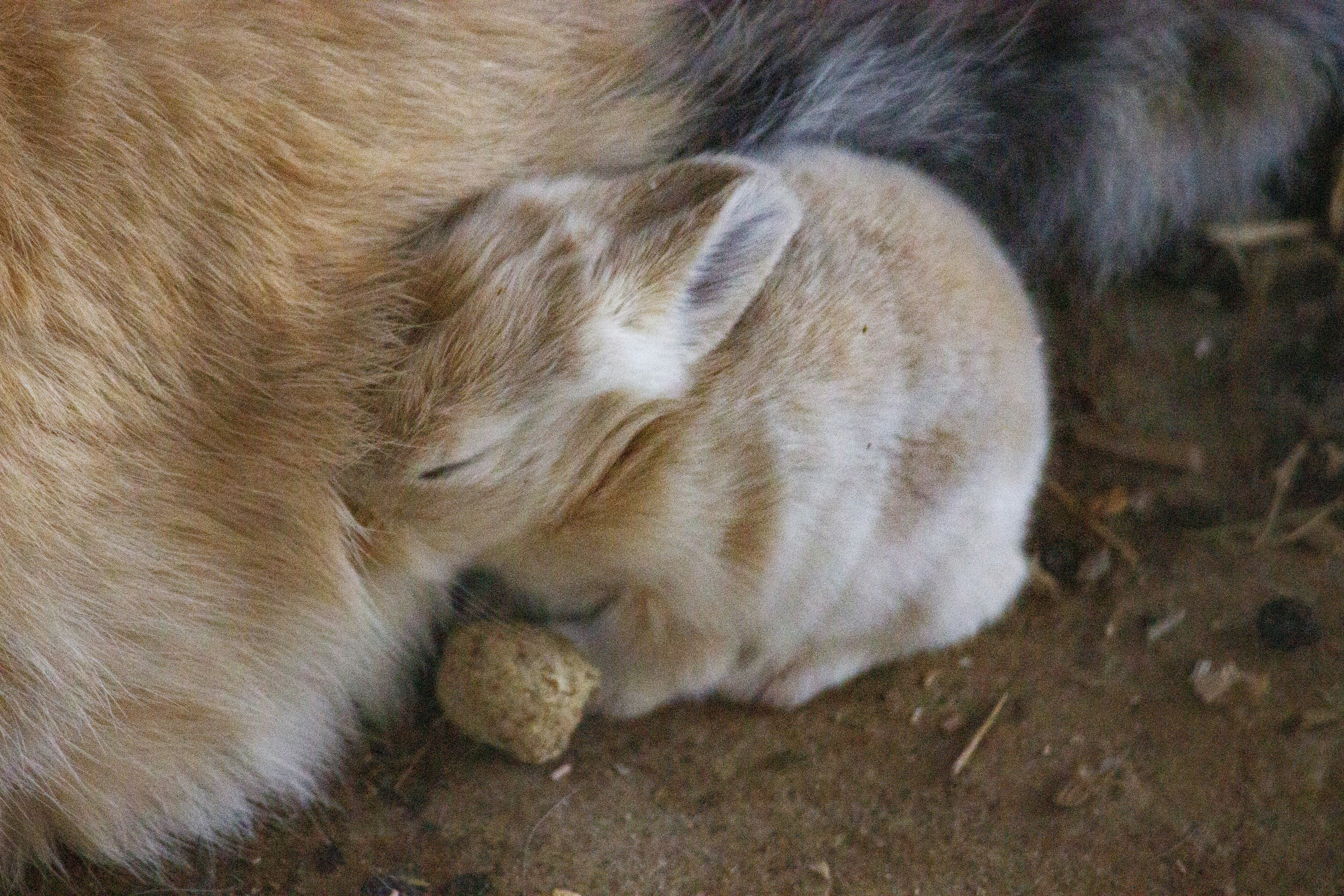Gelendzhik Wild Animal Park