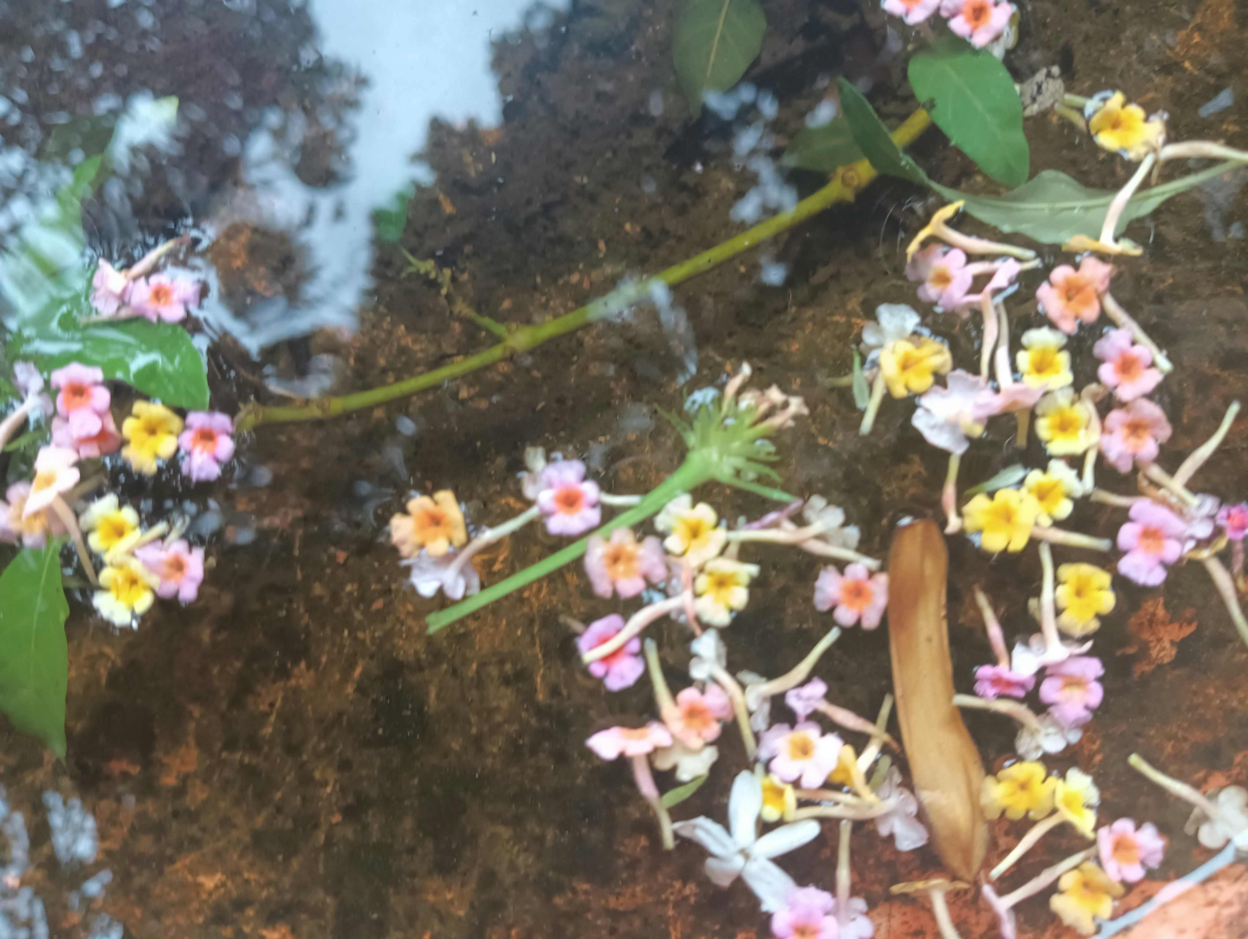 Colorful Petals Adrift on a Quiet Glass Surface