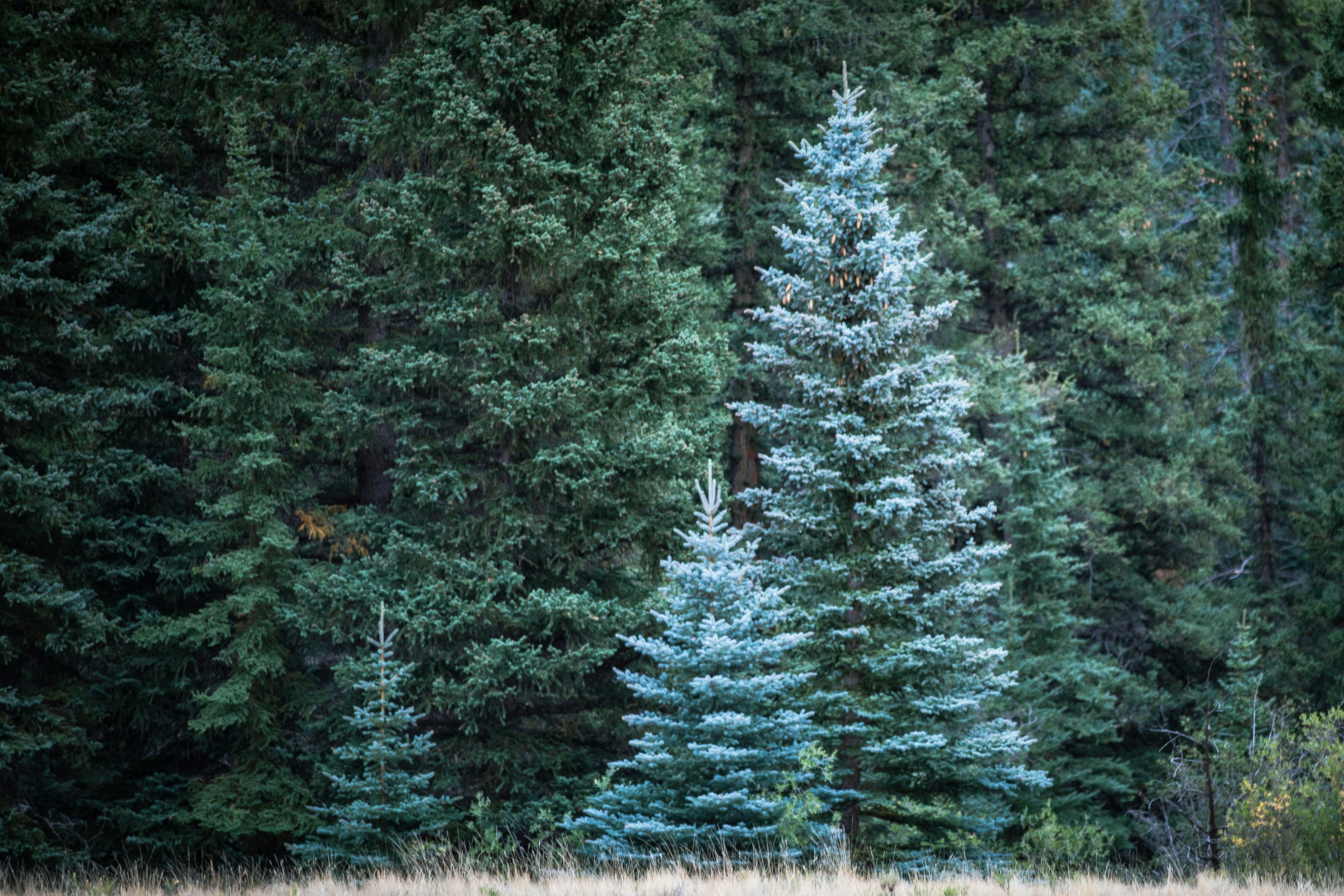 L，一row of blue spruce against a midnight-green forest